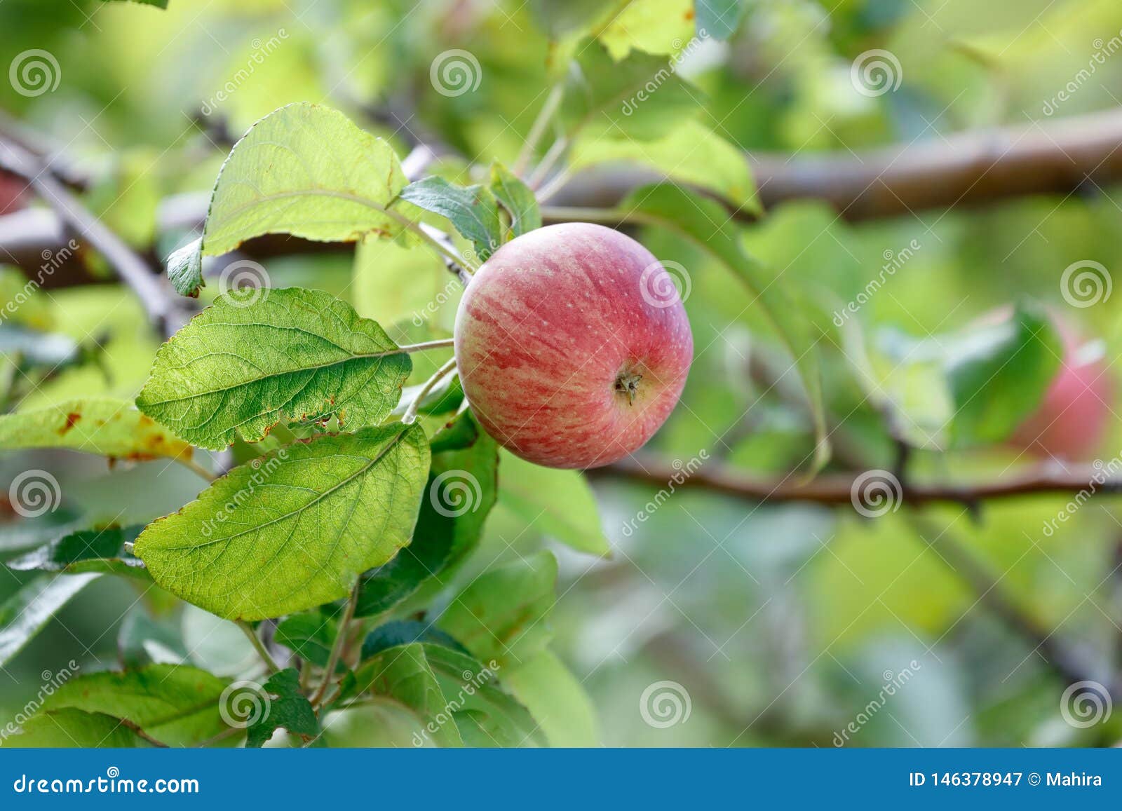 Fresh Apples on a Tree Branch with Leaves Stock Image - Image of growth ...