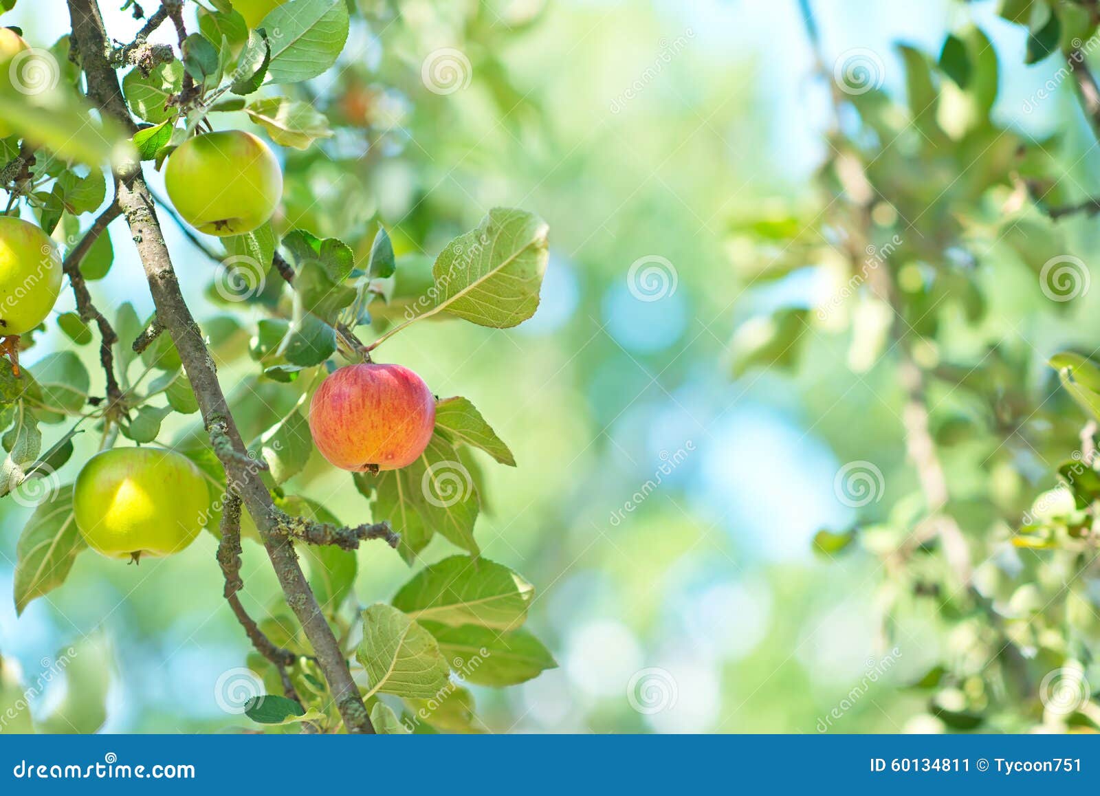 Fresh apples stock image. Image of organic, growth, food - 60134811