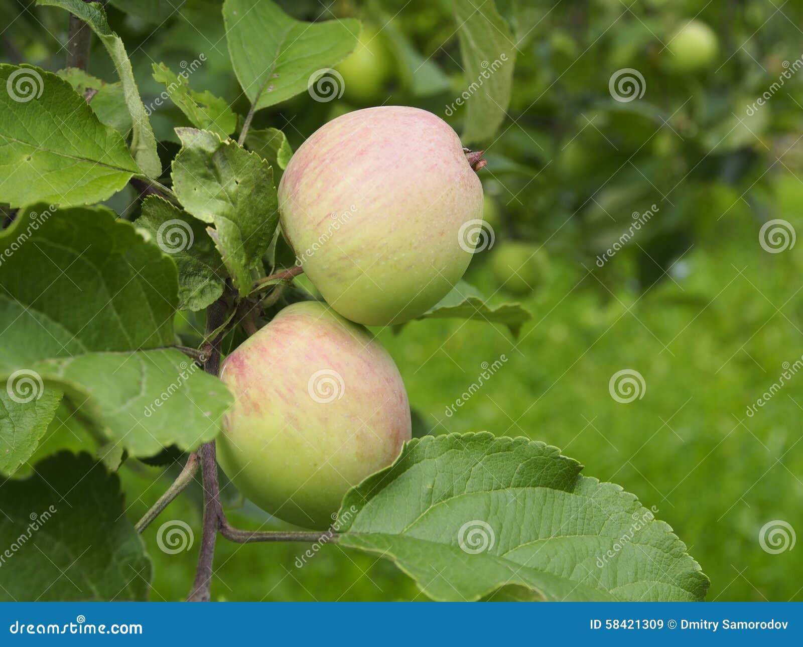 Fresh apples on a tree stock image. Image of apples, fruity - 58421309