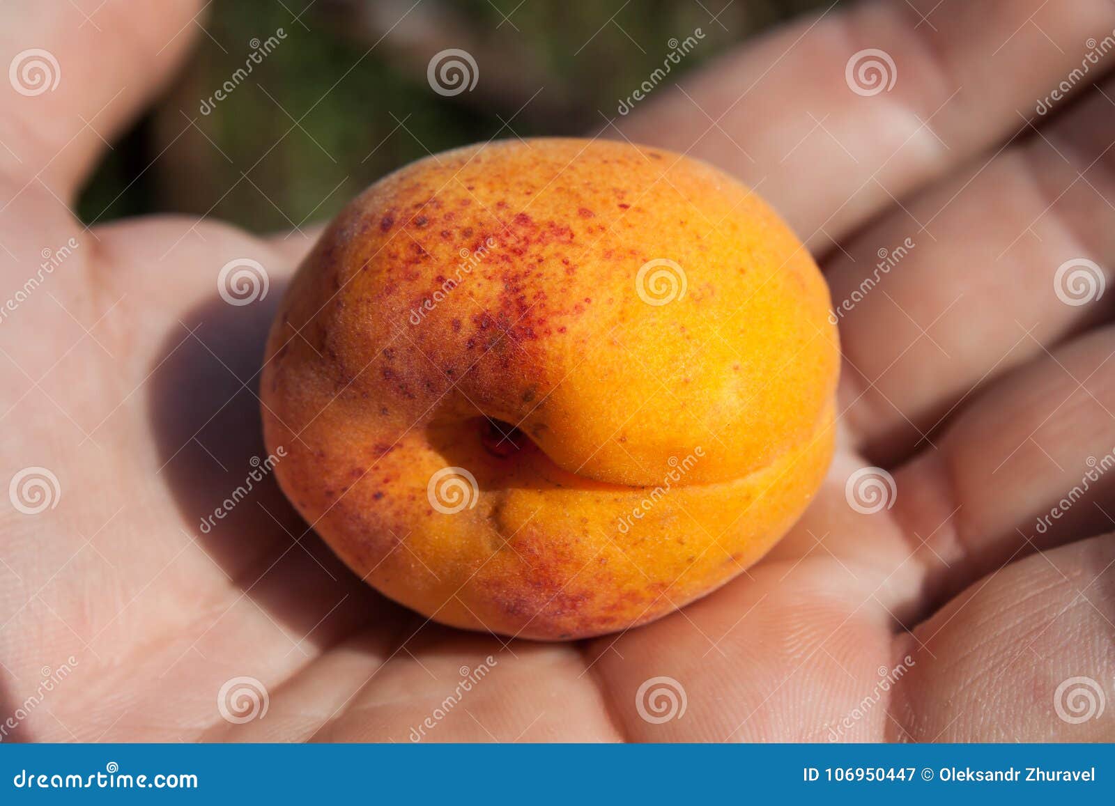 Fresh apricot stock image. Image of apricot, healthy - 106950447