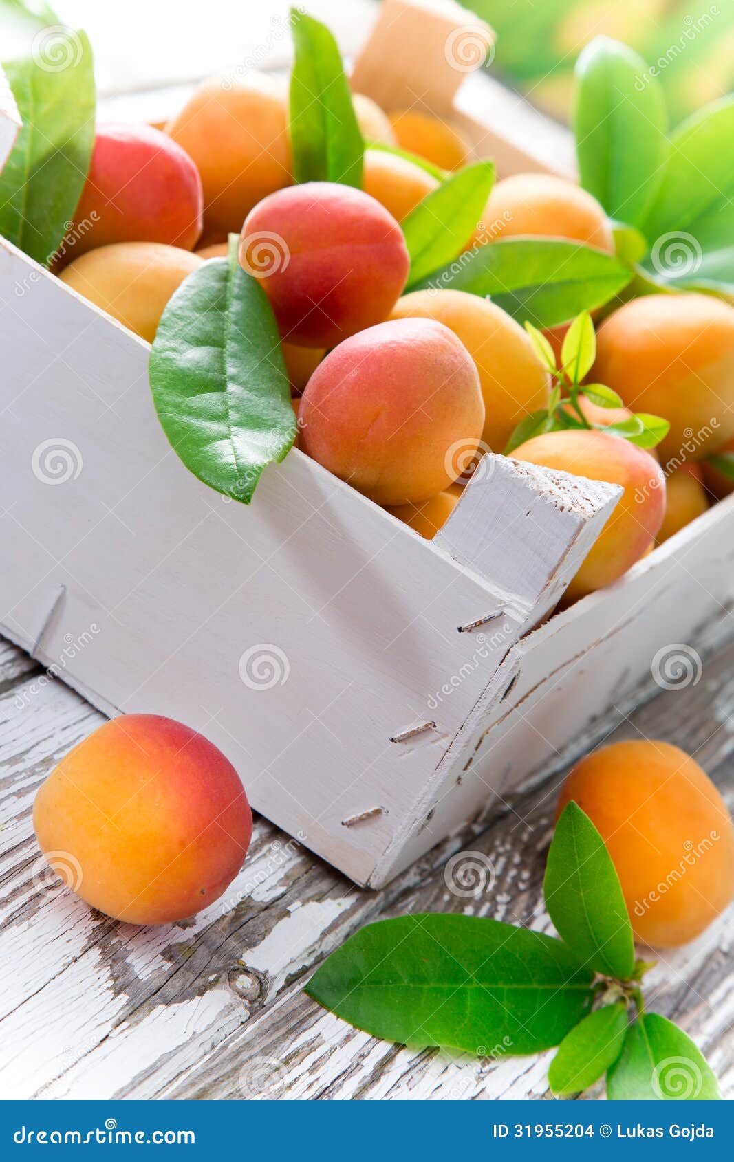 Fresh apricots stock photo. Image of sweet, fragrant - 31955204