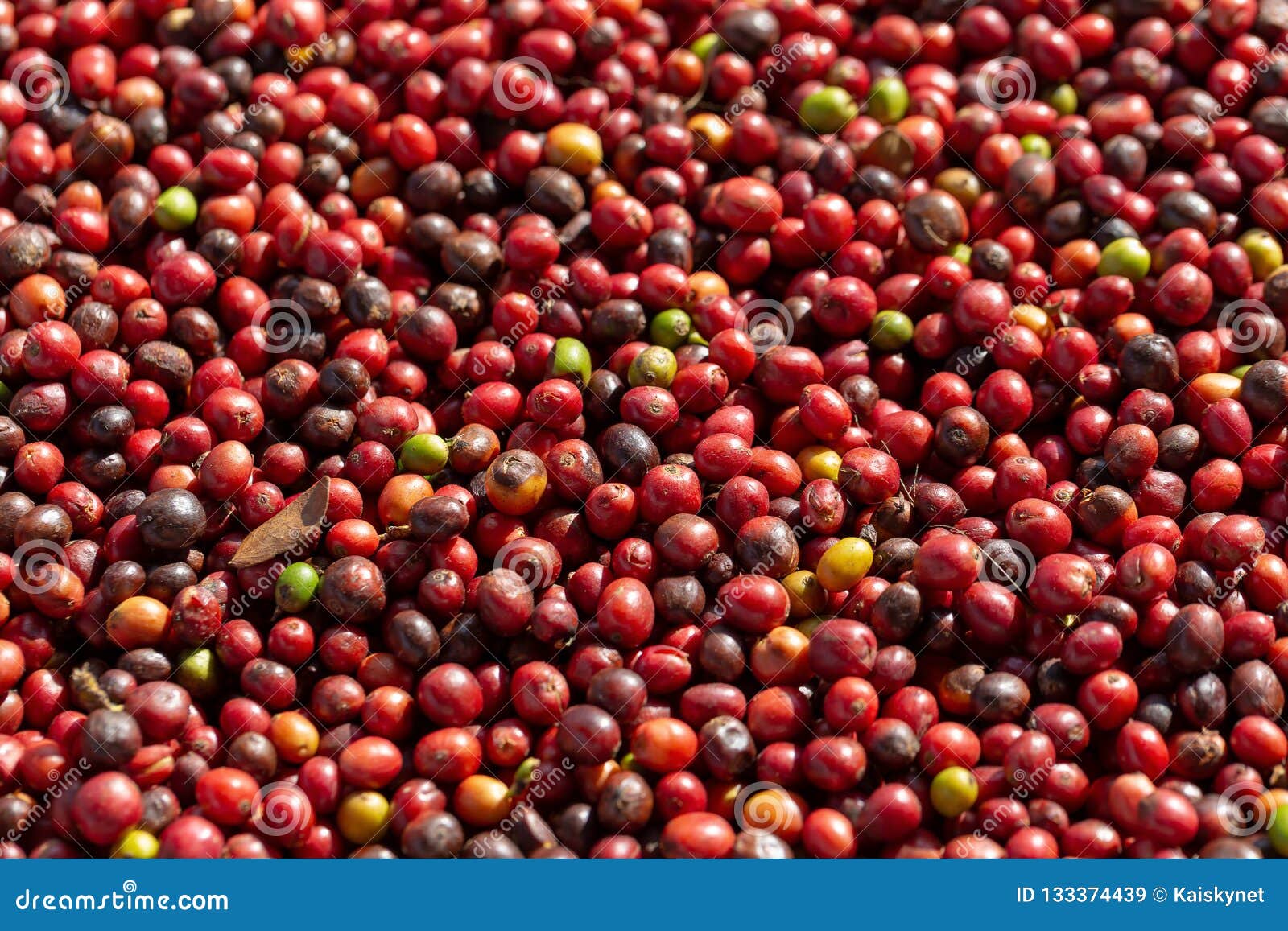 Fresh Arabica Red Coffee Beans Berries and Drying Process. Stock Image ...