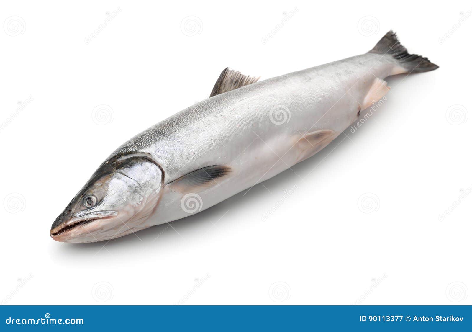 Fresh arctic char stock image. Image of norway, fresh - 90113377