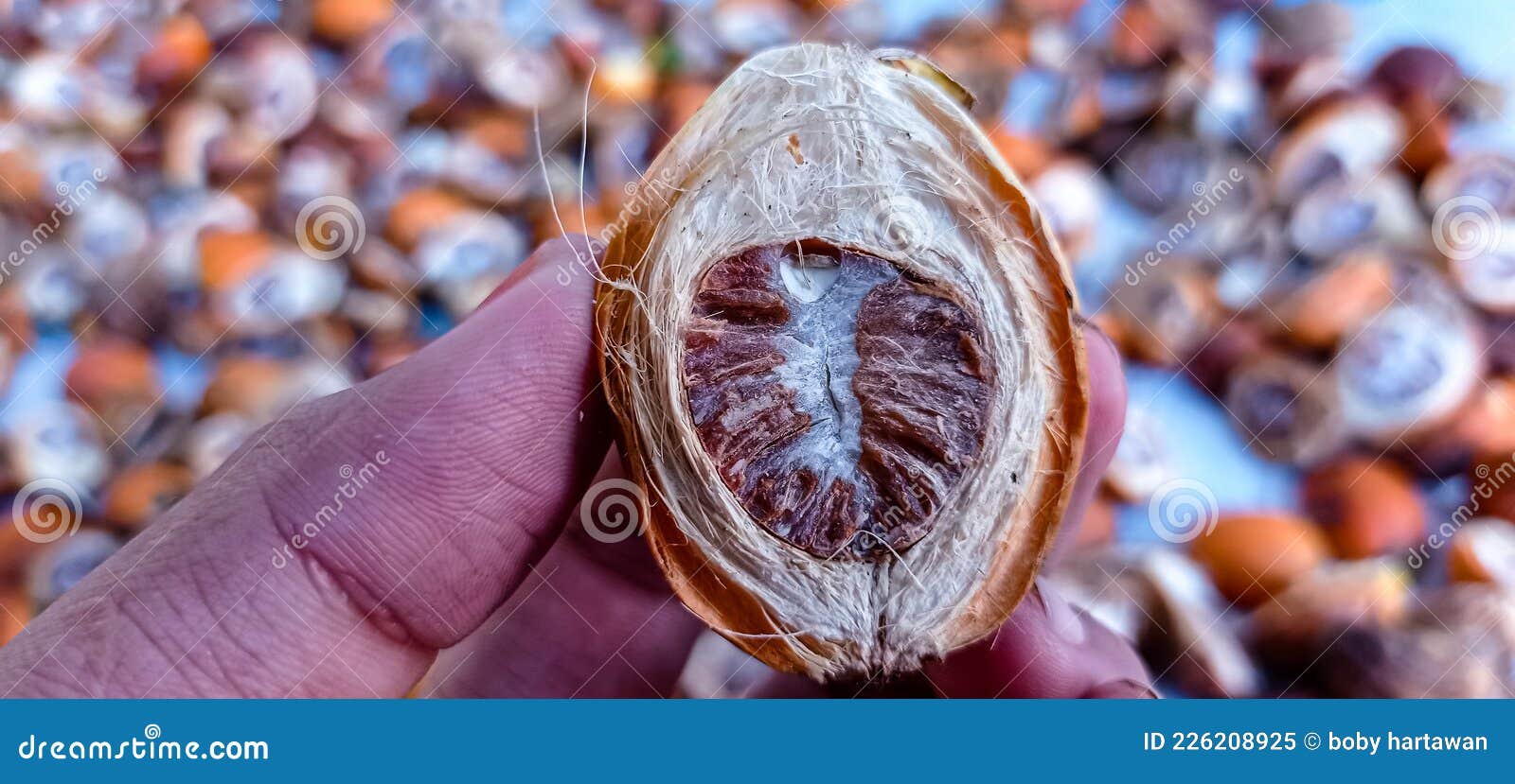 Fresh areca nuts stock image. Image of nuts, areca, petal - 226208925