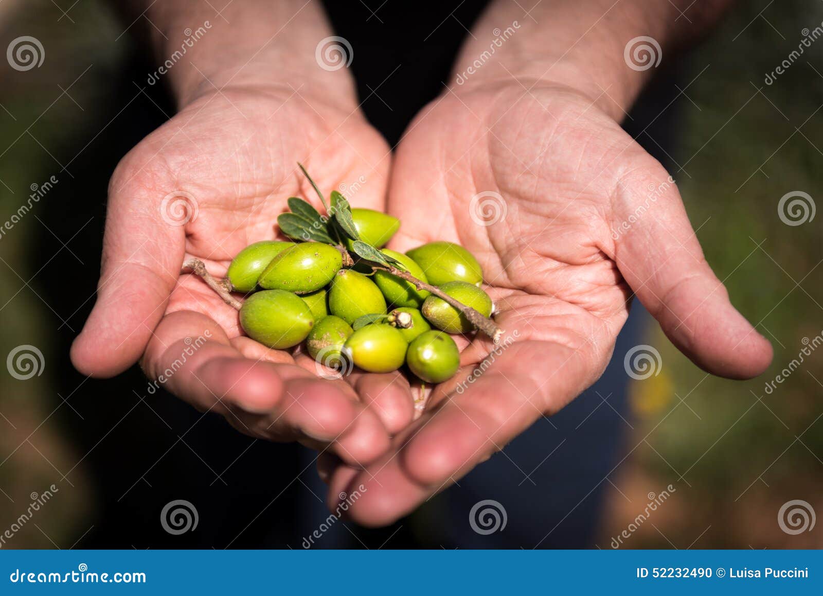 Fresh argan fruits stock photo. Image of picked, travel - 52232490