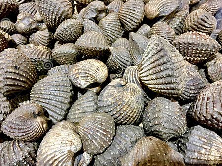 Ark shell stock image. Image of scallop, cockle, shell - 114322415