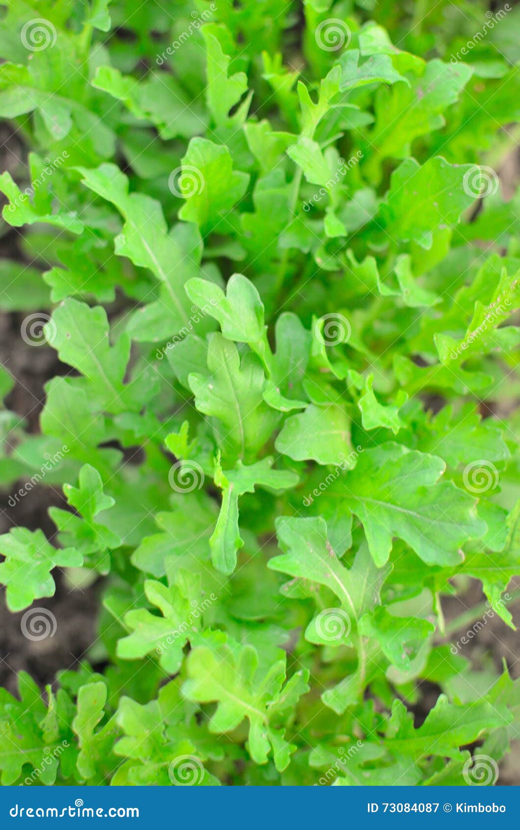 Fresh Arugula Plants Sprouting in Garden Stock Image - Image of lettuce ...