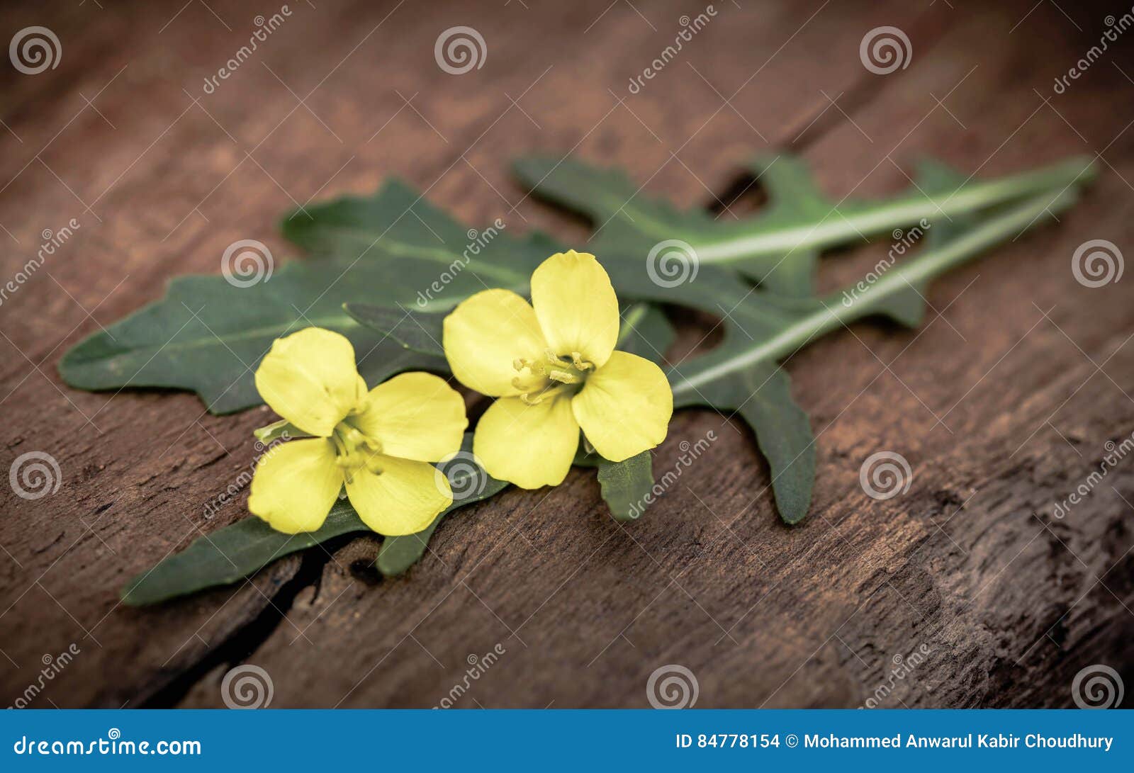 Fresh arugula or rucola stock photo. Image of food, brassica - 84778154