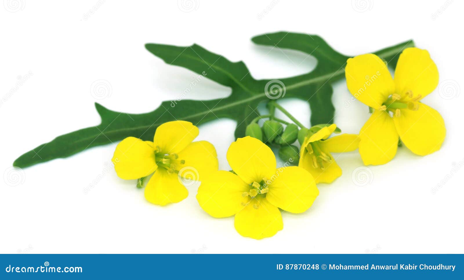 Fresh Arugula or Rucola Leaves with Flower Stock Photo - Image of ...
