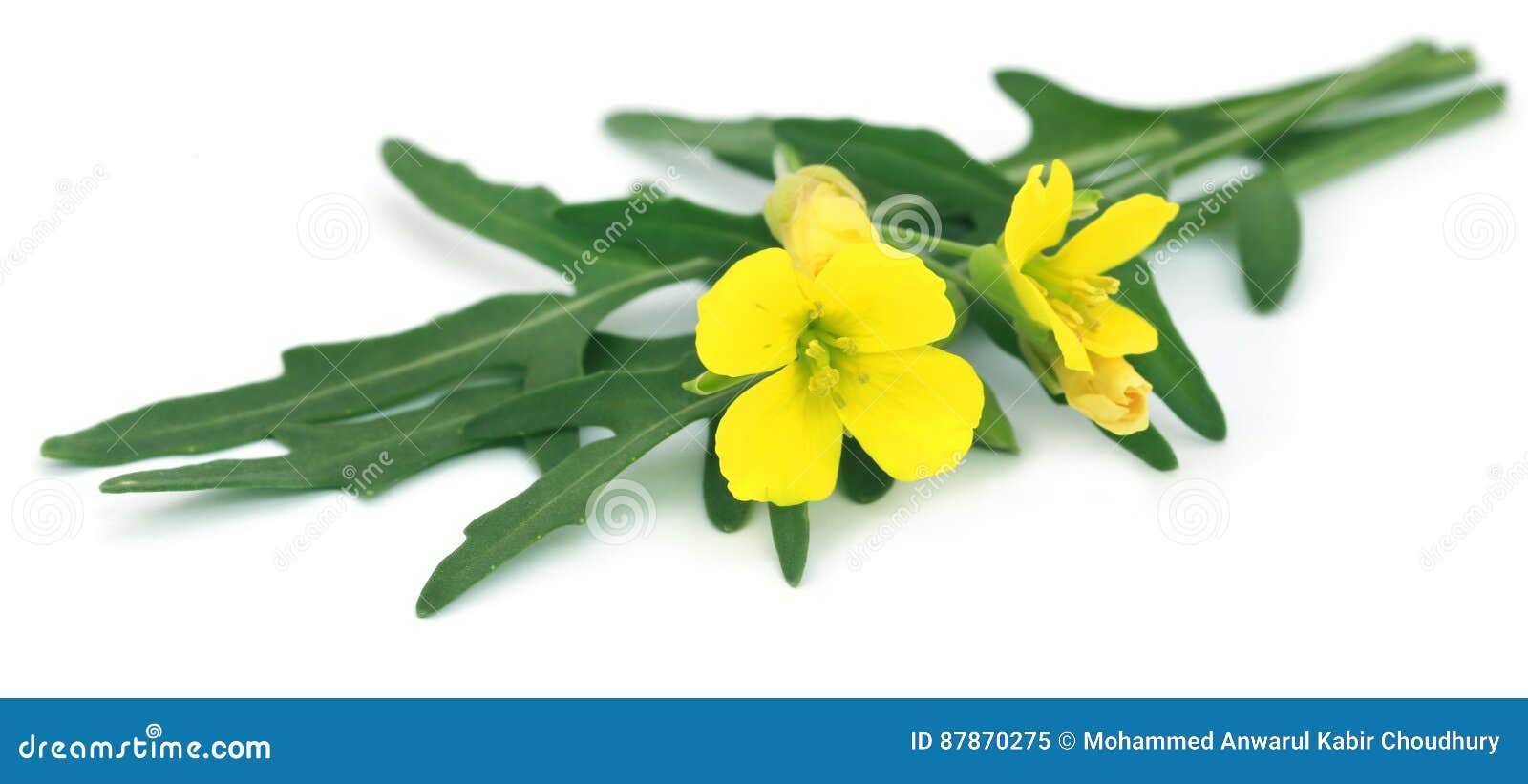 Fresh Arugula or Rucola Leaves with Flower Stock Image - Image of leaf ...