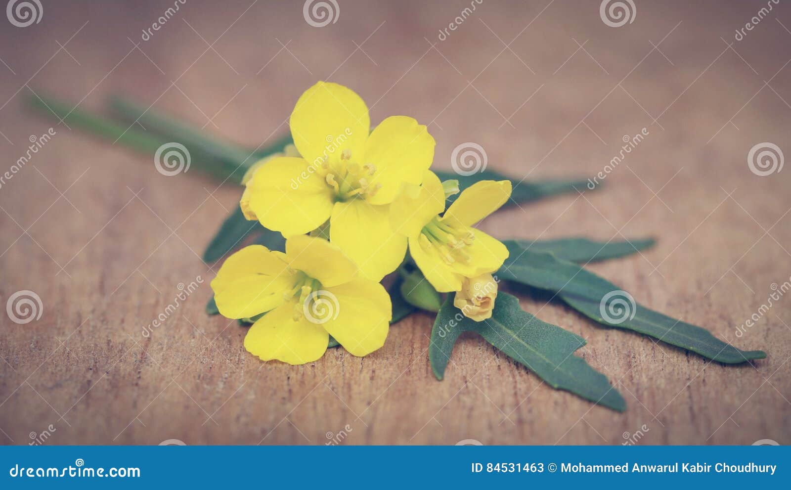 Fresh Arugula or Rucola Leaves with Flowers Stock Image - Image of ...