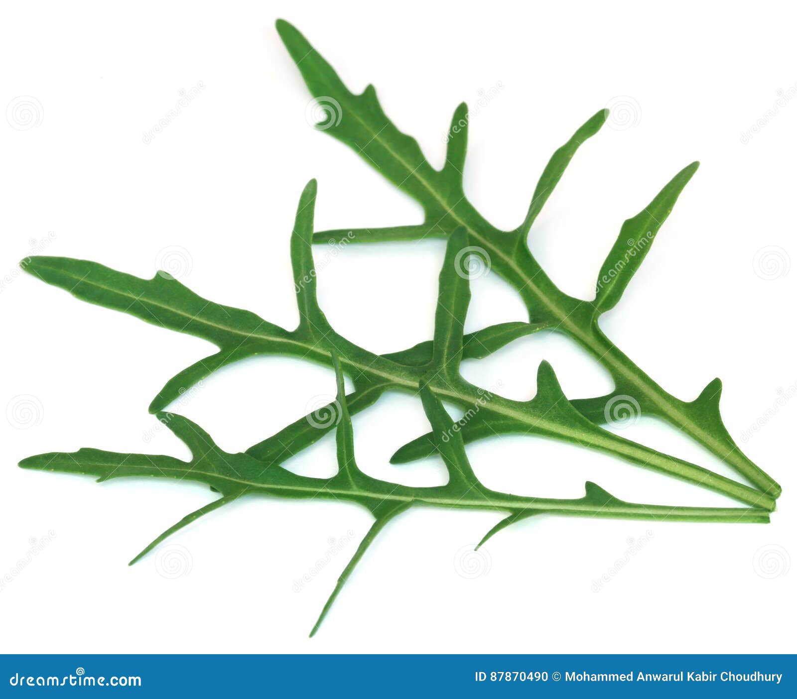 Fresh Arugula or Rucola Leaves Stock Photo - Image of background ...