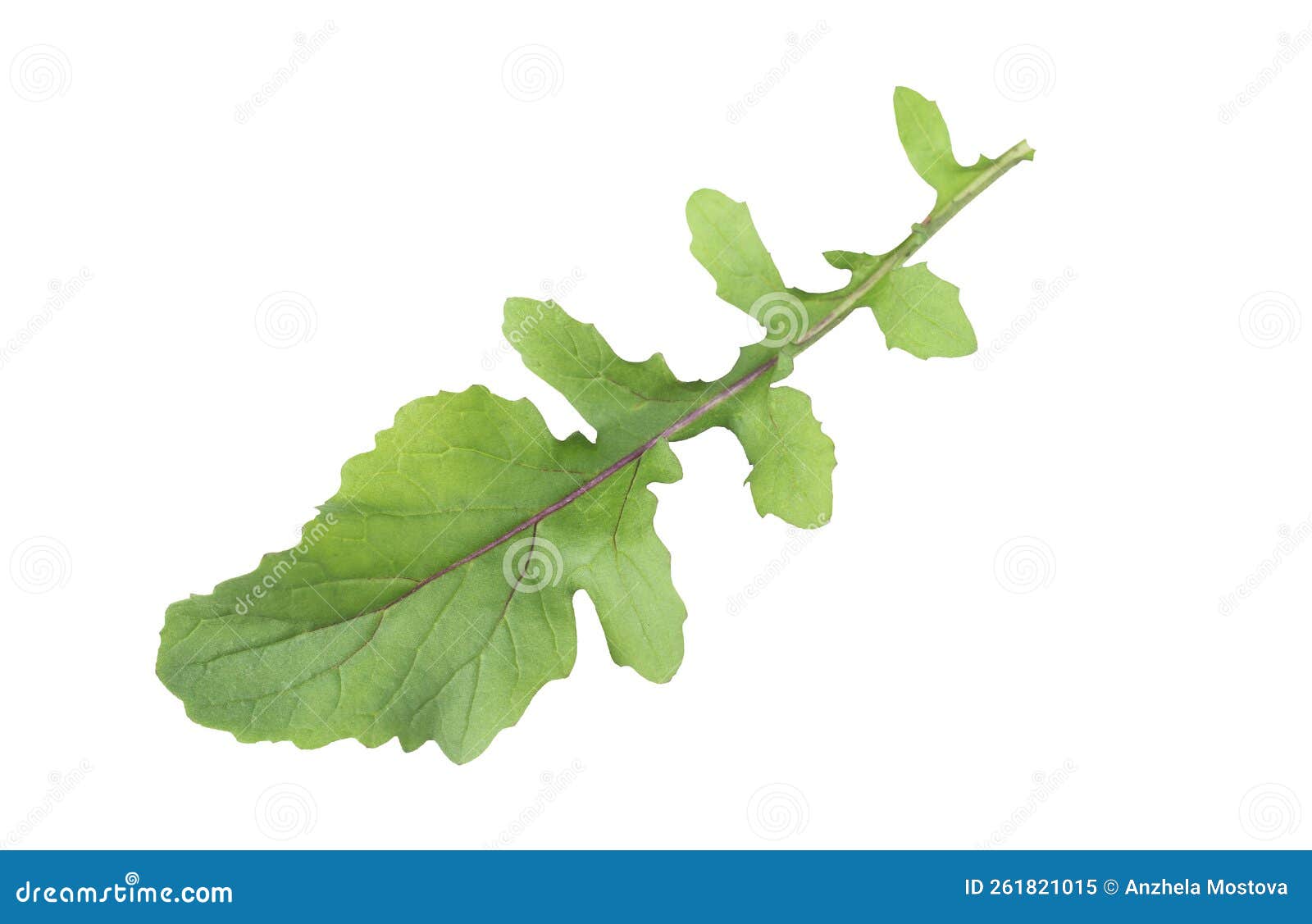 Fresh Arugula(rucola, Rocket) Leaf Isolated on White Background Stock ...