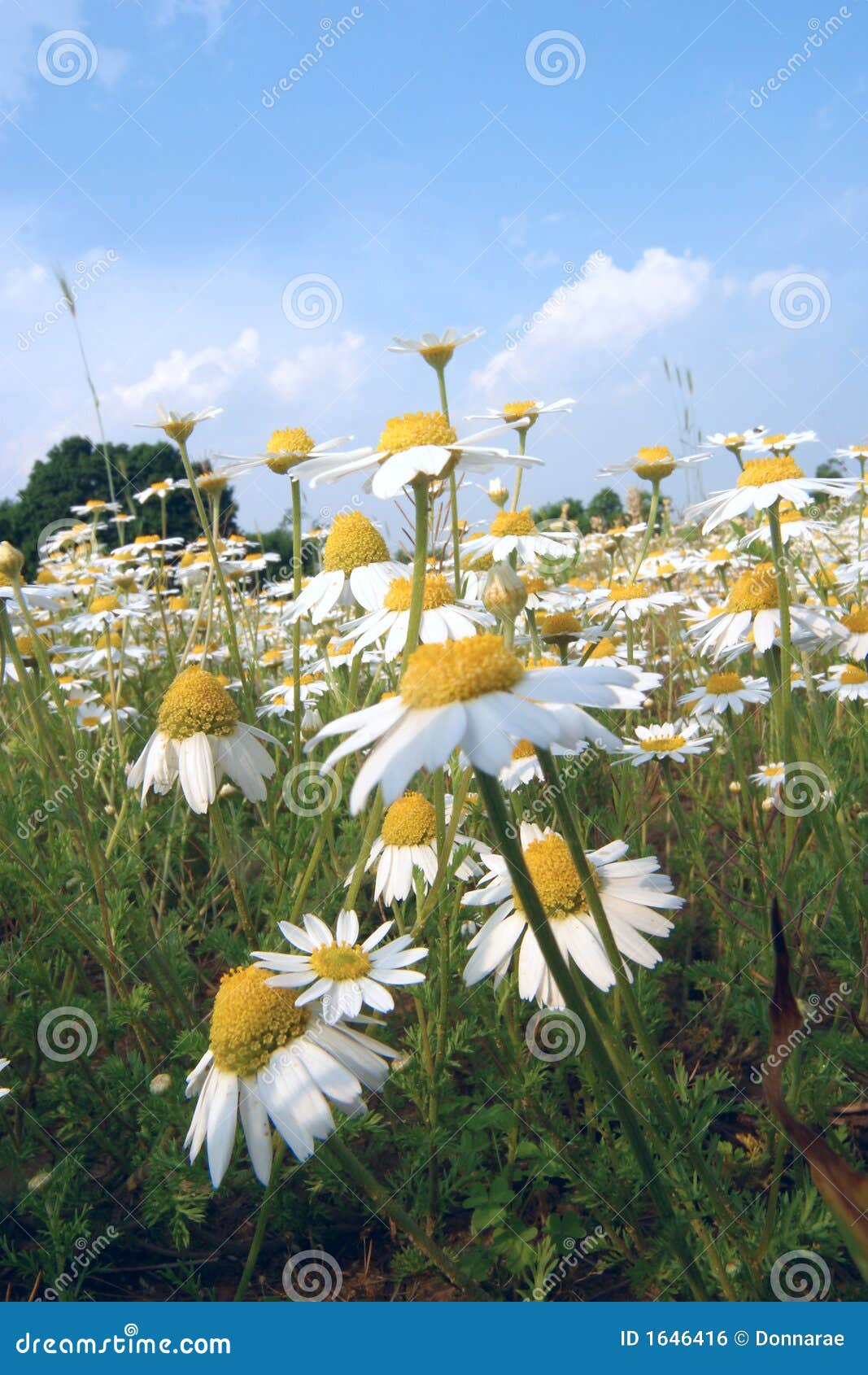 Fresh as a daisy stock photo. Image of fragrant, clean - 1646416