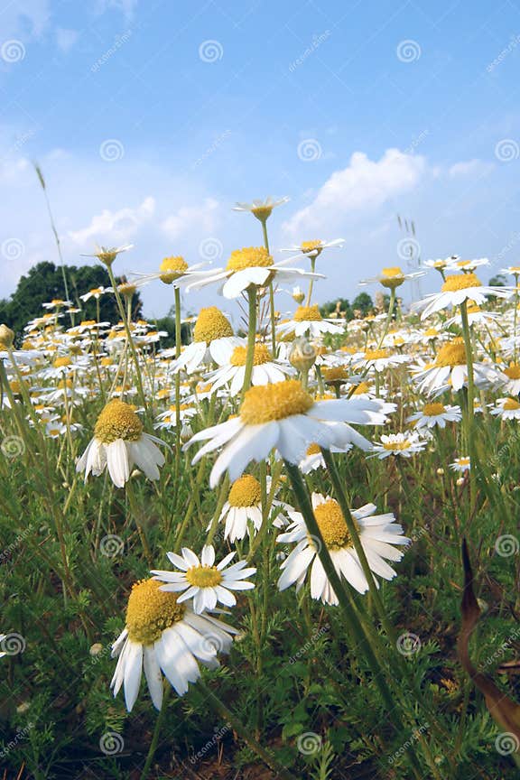 Fresh as a daisy stock photo. Image of fragrant, clean - 1646416