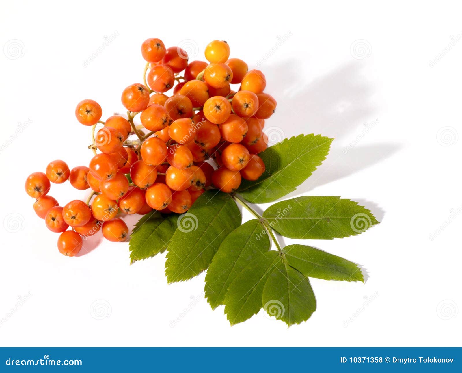 Fresh ashberry stock photo. Image of nutrition, delicious - 10371358