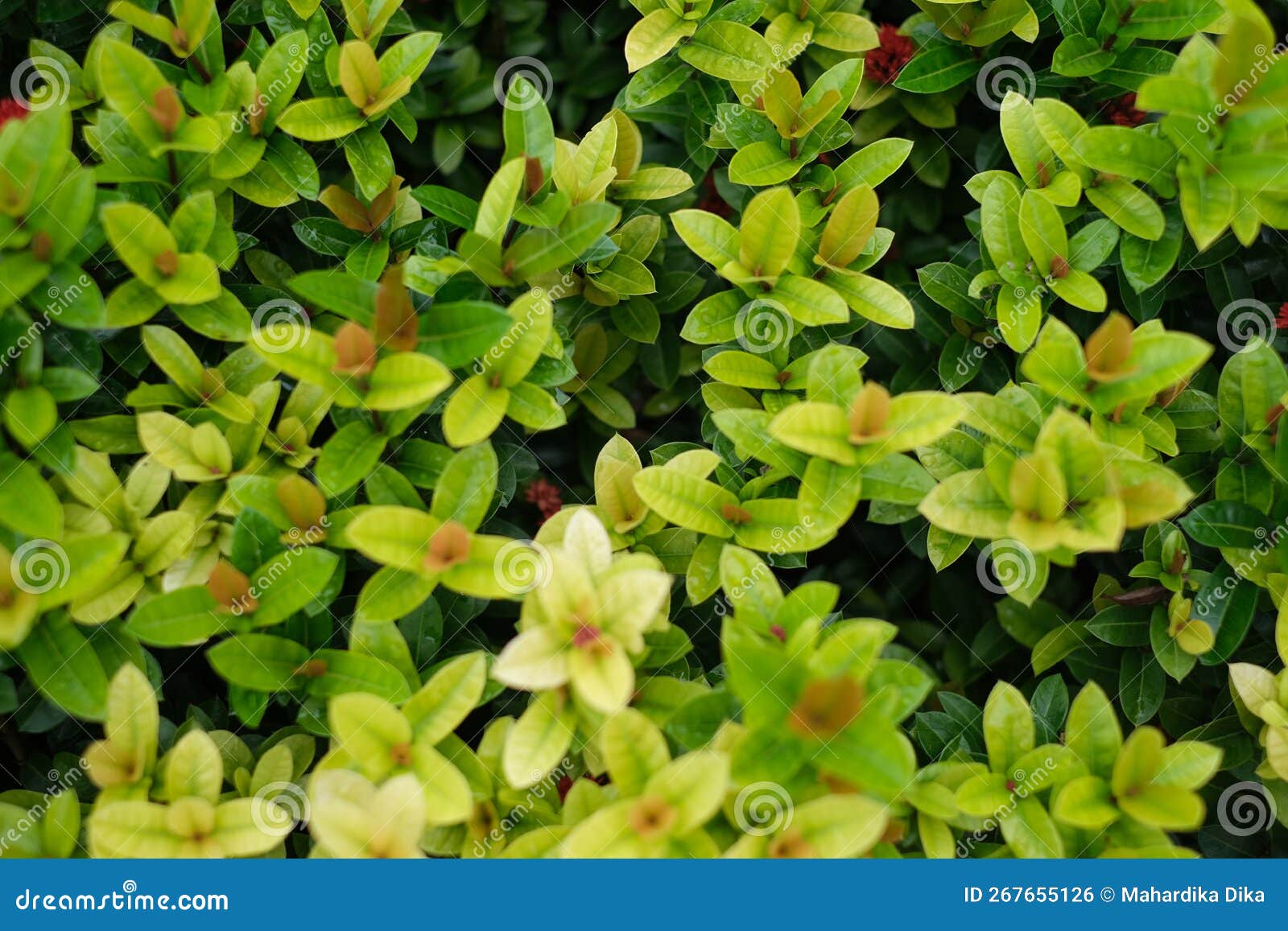 Fresh ashoka tree stock photo. Image of green, ashoka - 267655126