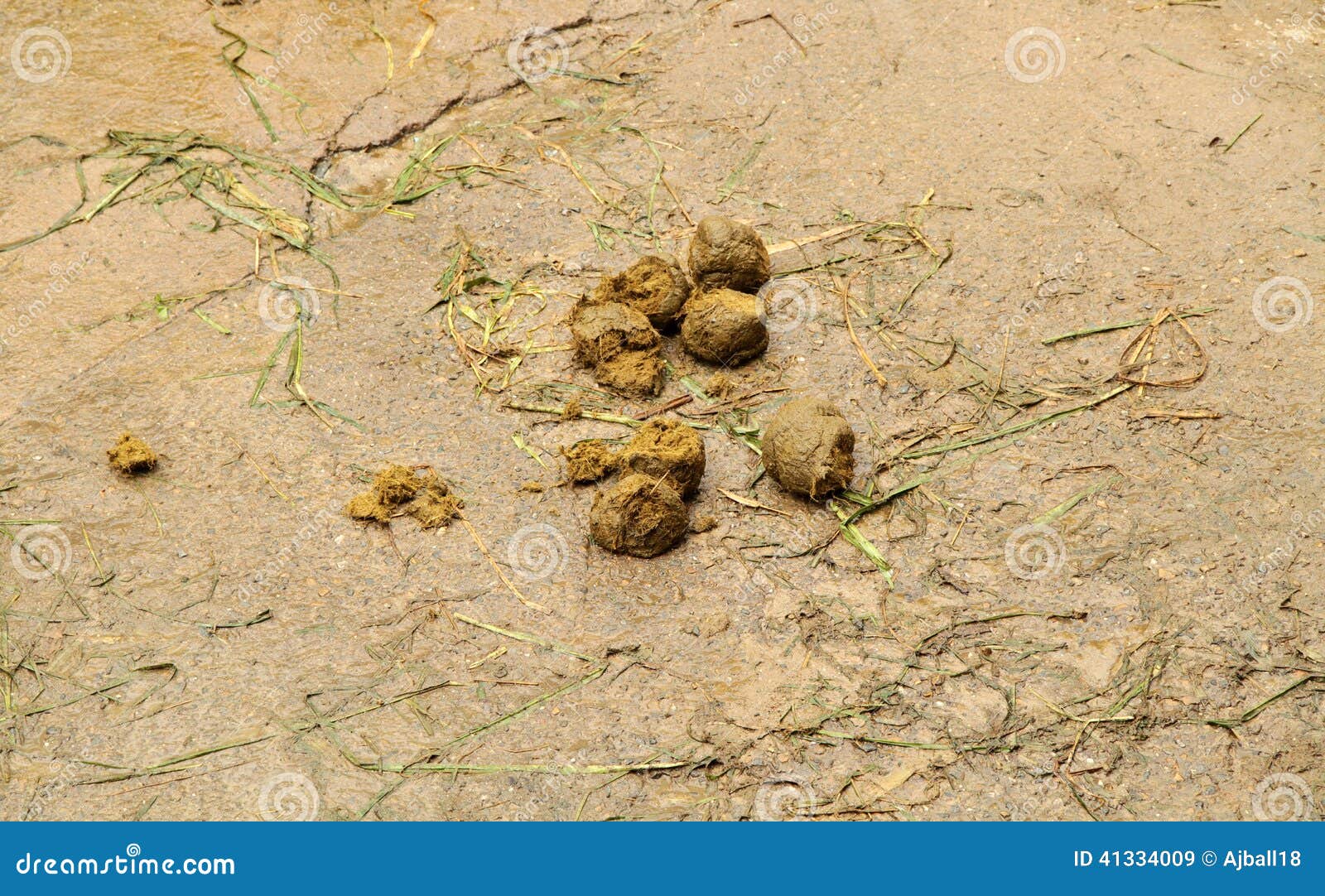 Fresh asia elephant dung stock image. Image of dung, digested - 41334009