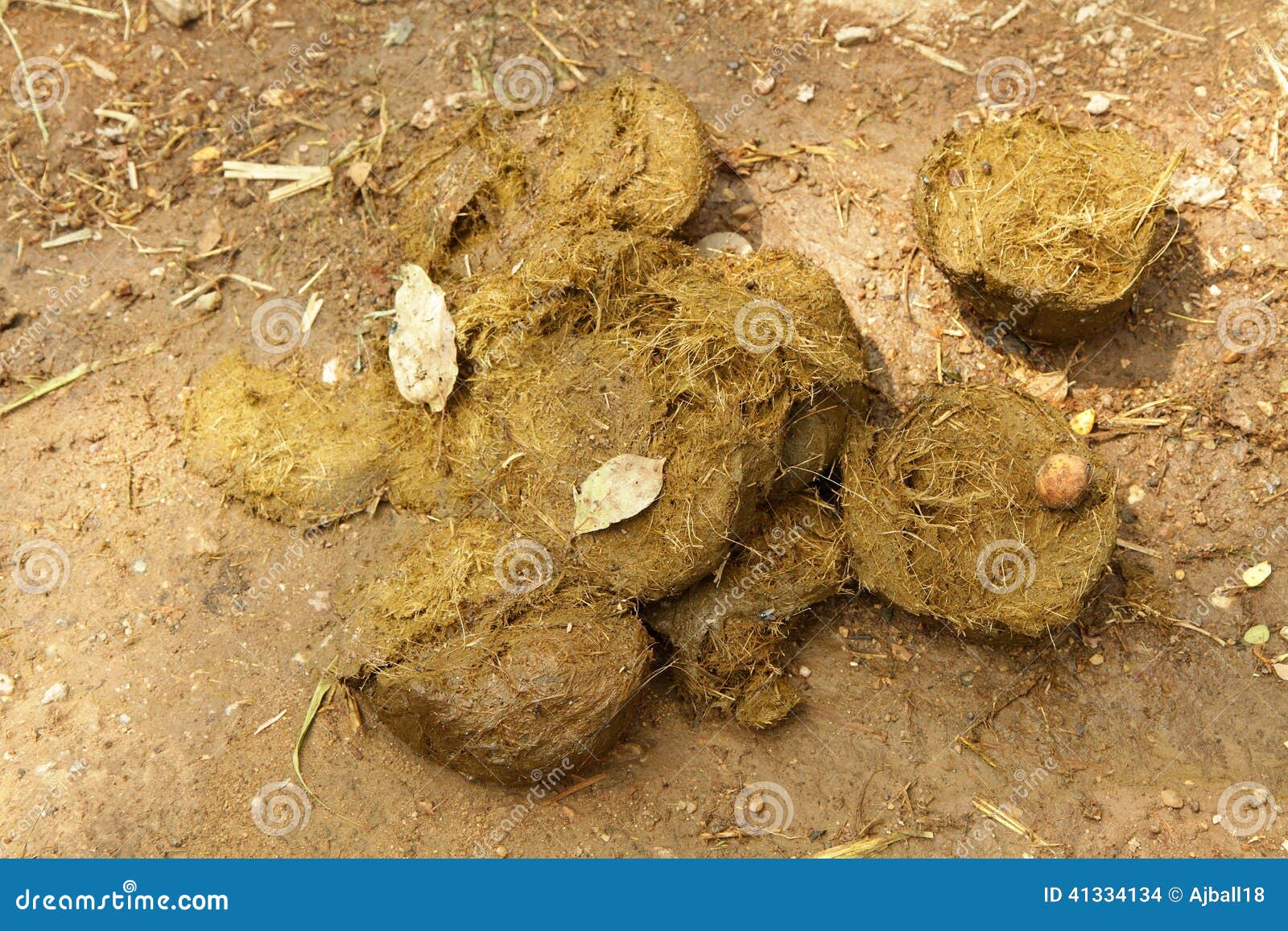 Fresh asia elephant dung stock photo. Image of balls - 41334134