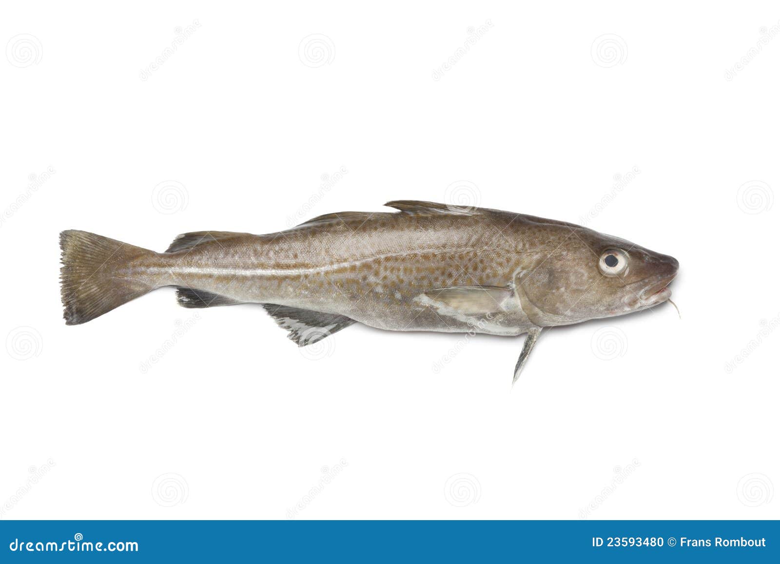 Fresh atlantic cod fish stock photo. Image of fresh, white - 23593480