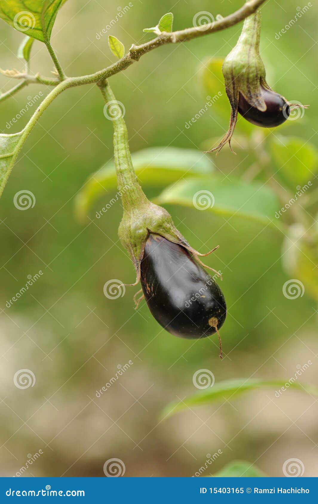 Fresh Aubergine on Vegetable Garden Stock Image - Image of fruit ...