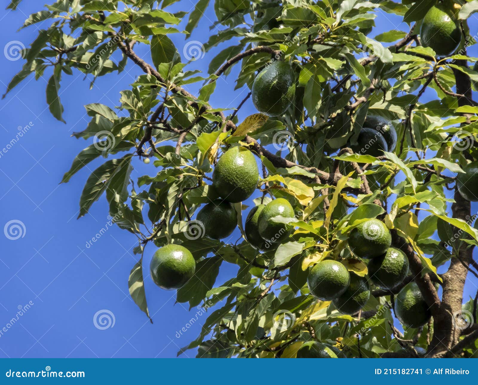 Fresh Avocado Fruit Ripens on an Avocado Branch with Blue Sky ...