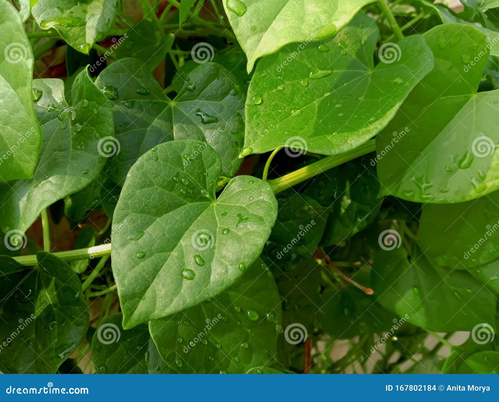 Fresh Ayurvedic Herb Giloe Leaves and Stem Stock Photo - Image of ...