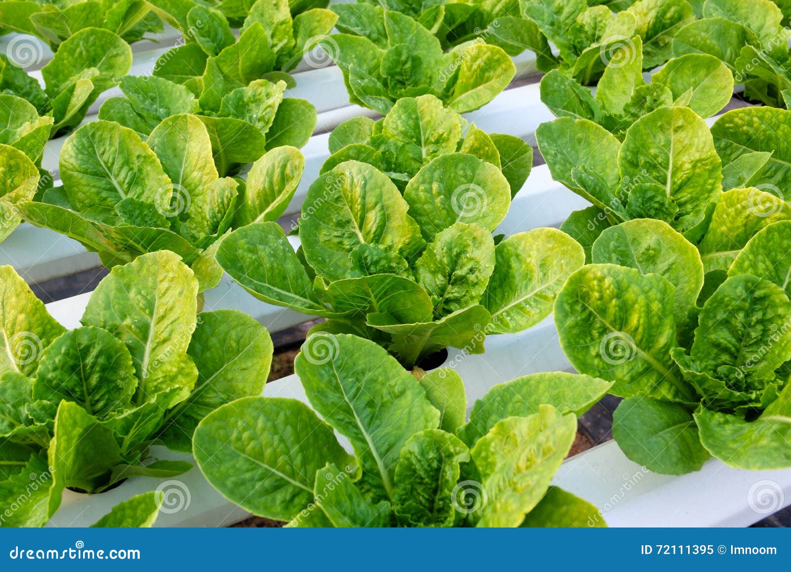 Fresh baby cos lettuce stock image. Image of baby, hydroponic - 72111395