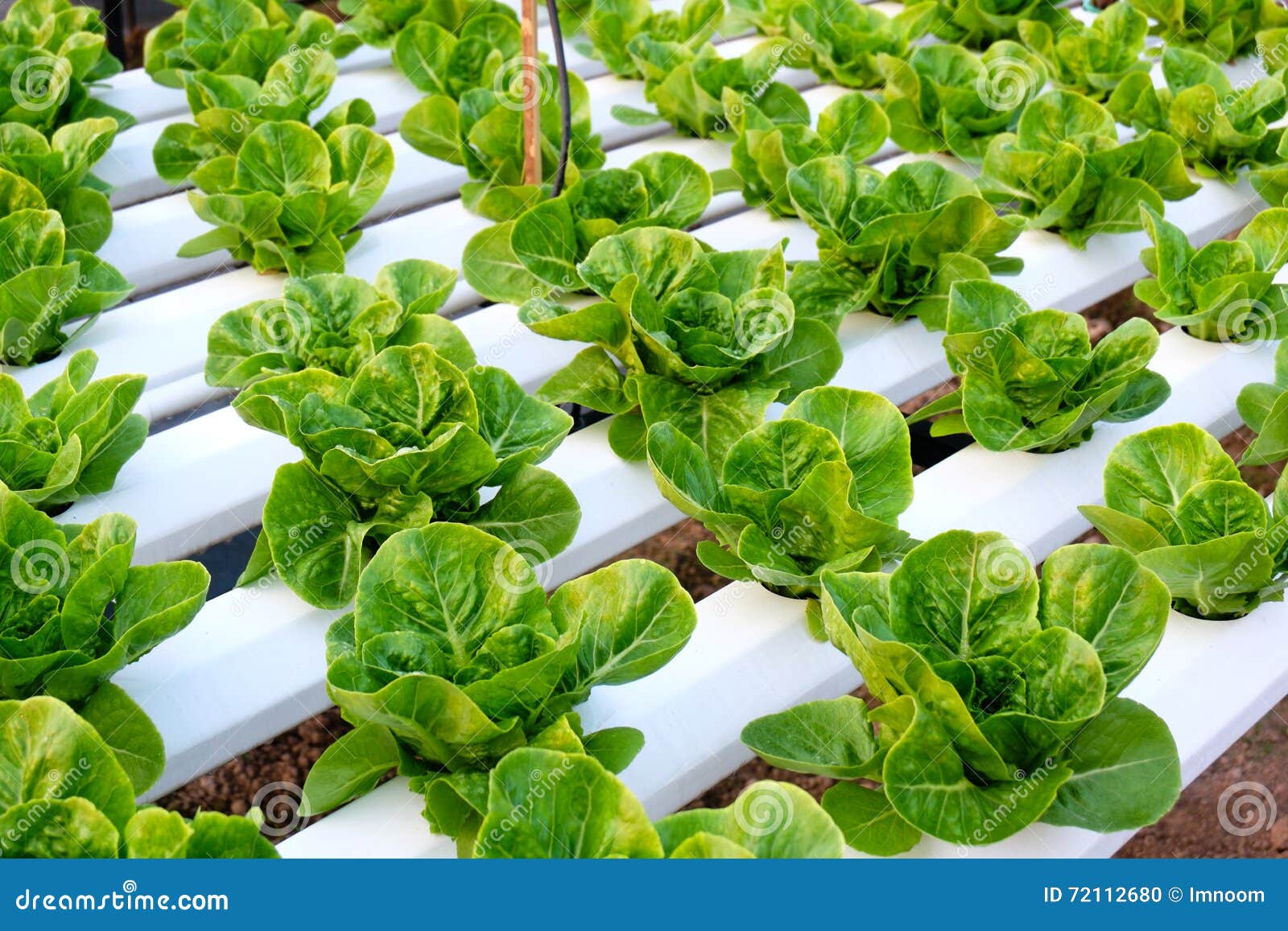 Fresh baby cos lettuce stock photo. Image of field, land - 72112680