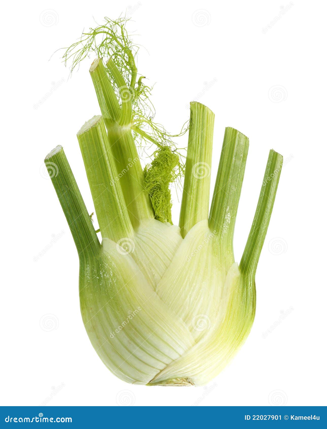 Fresh baby fennel stock image. Image of ingredient, natural - 22027901