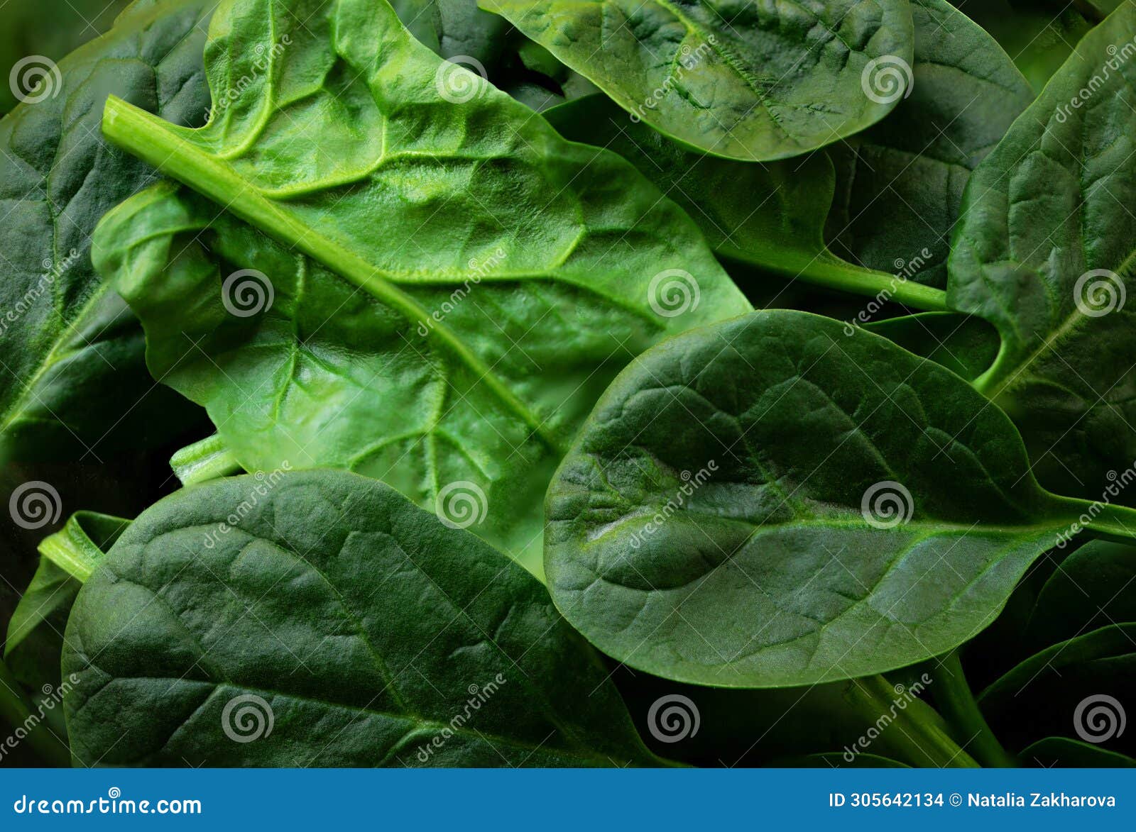 Fresh Baby Spinach Leaves Full Frame, Textured Background. High ...
