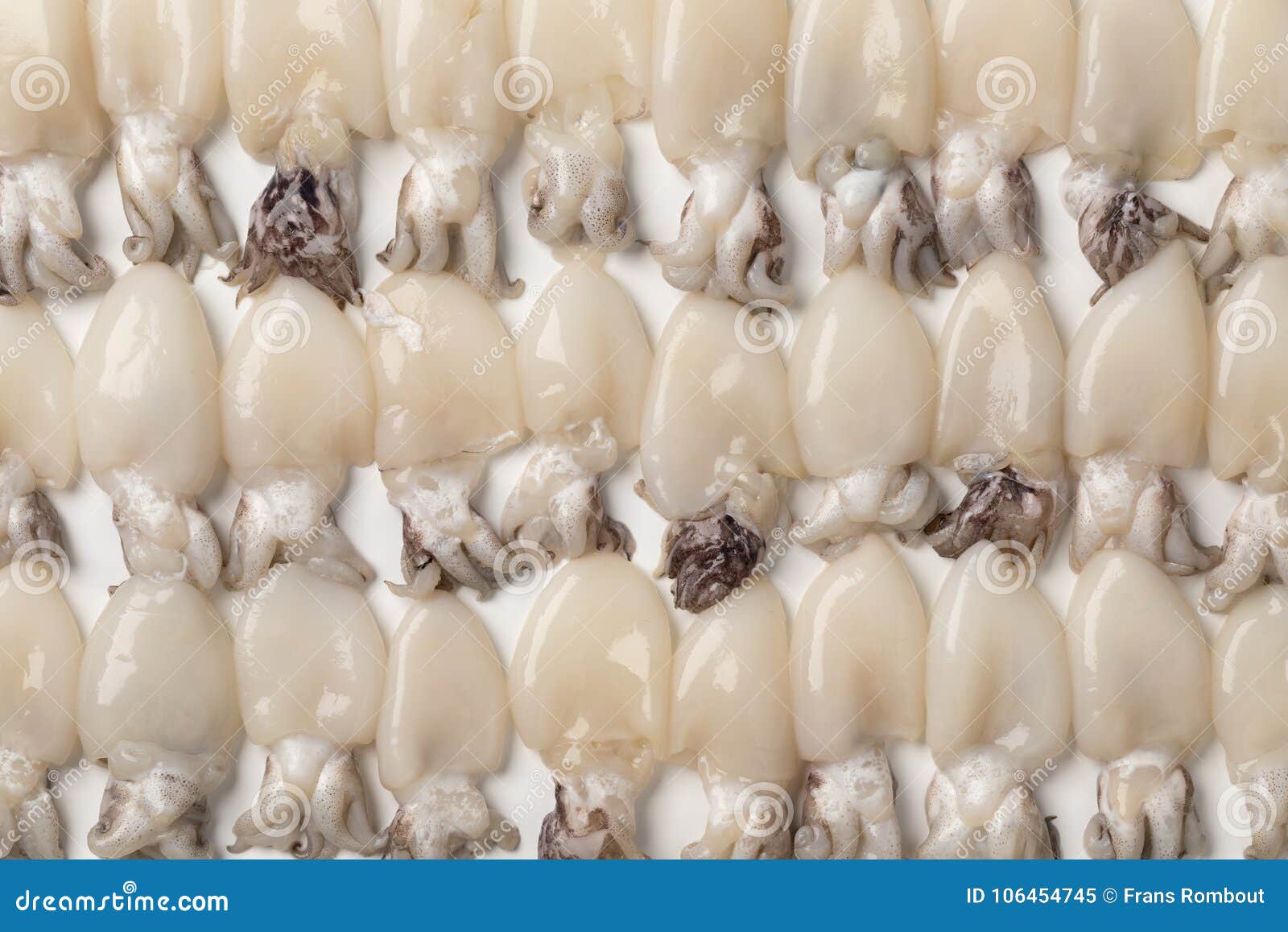Fresh baby squid stock image. Image of seafood, delicacy - 106454745