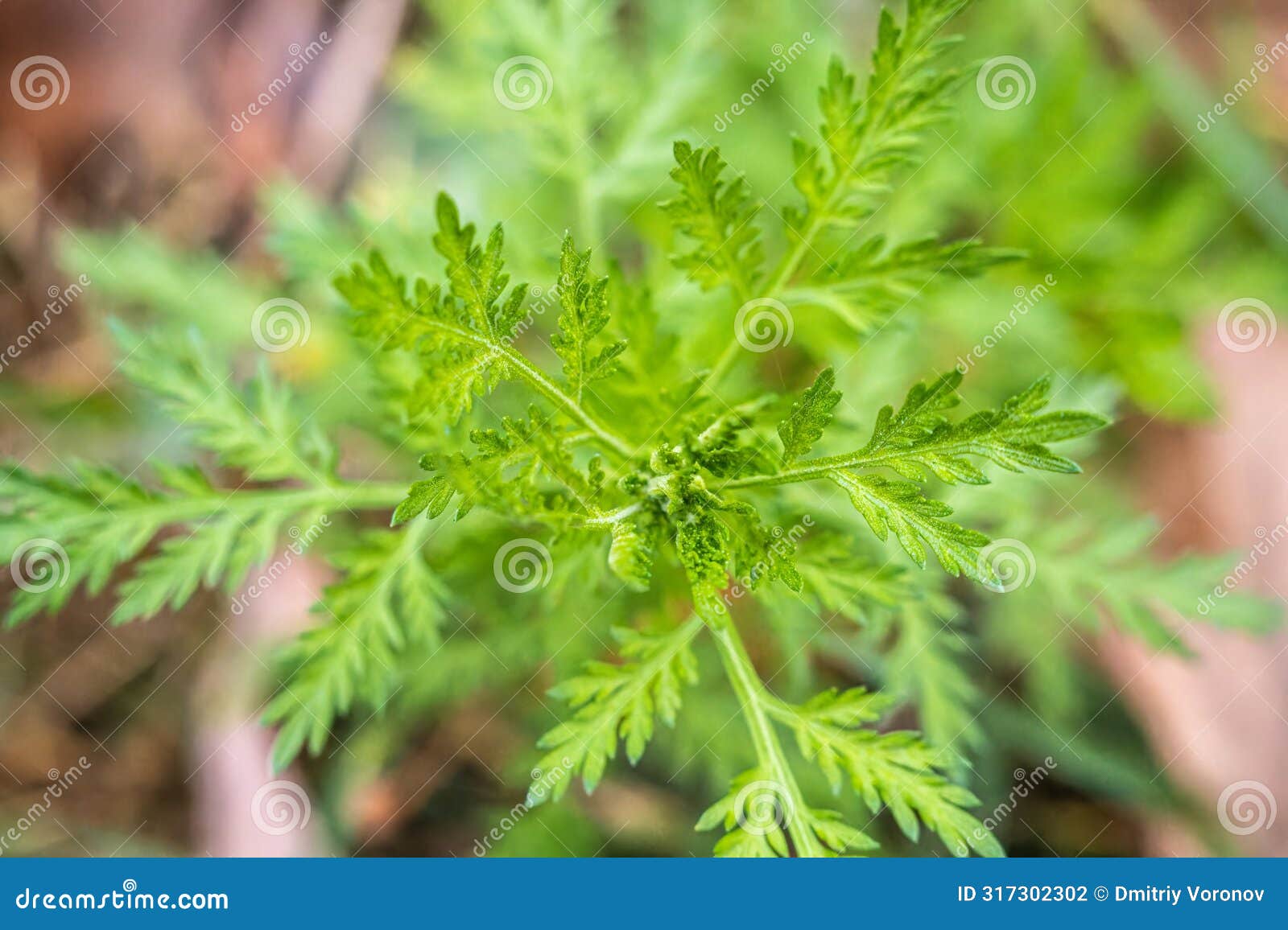 Fresh Background Closeup Plant Greenery Natural Light Stock Photo ...
