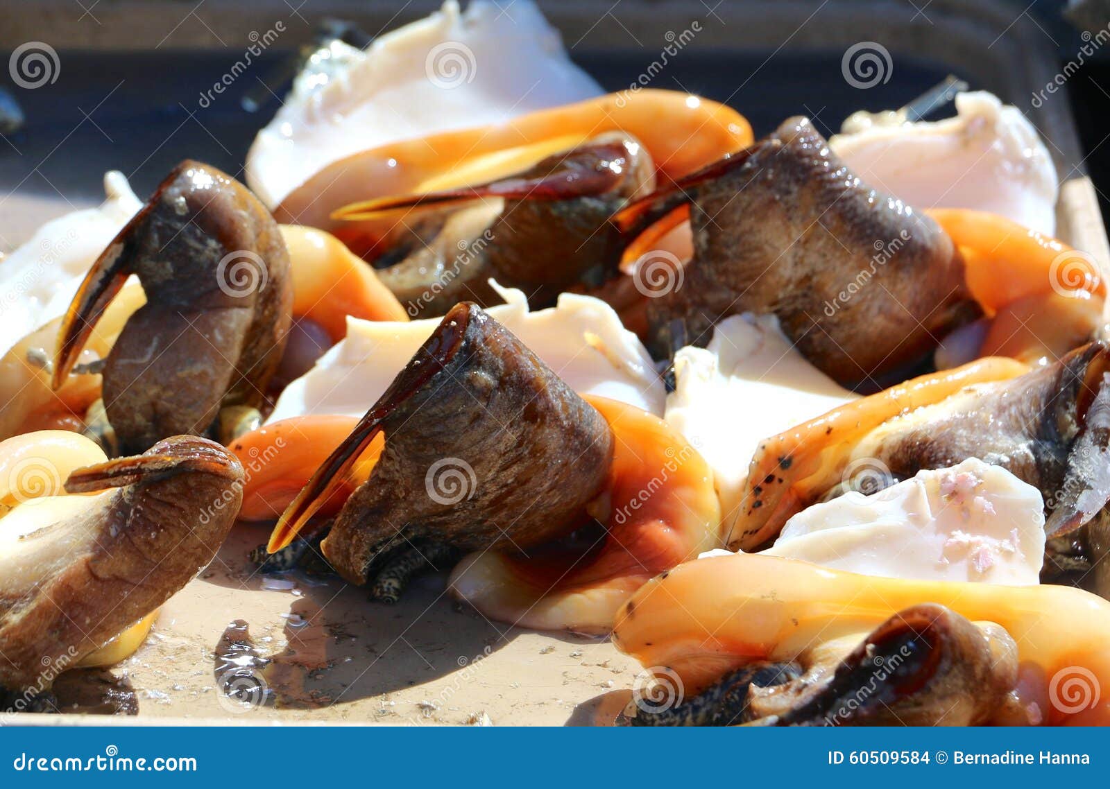 Conch Out Of Shell - Asking List
