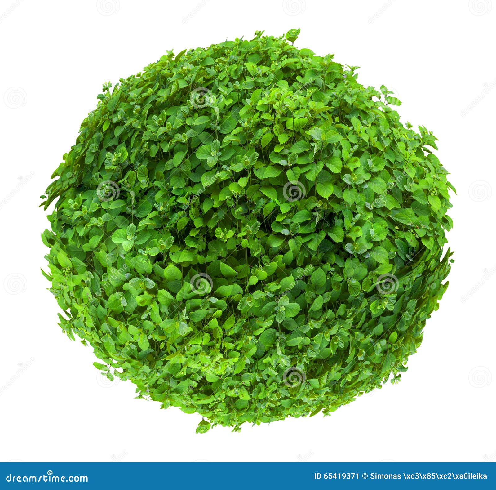 Fresh Ball Shaped Bush Isolated on White Background Stock Image - Image ...