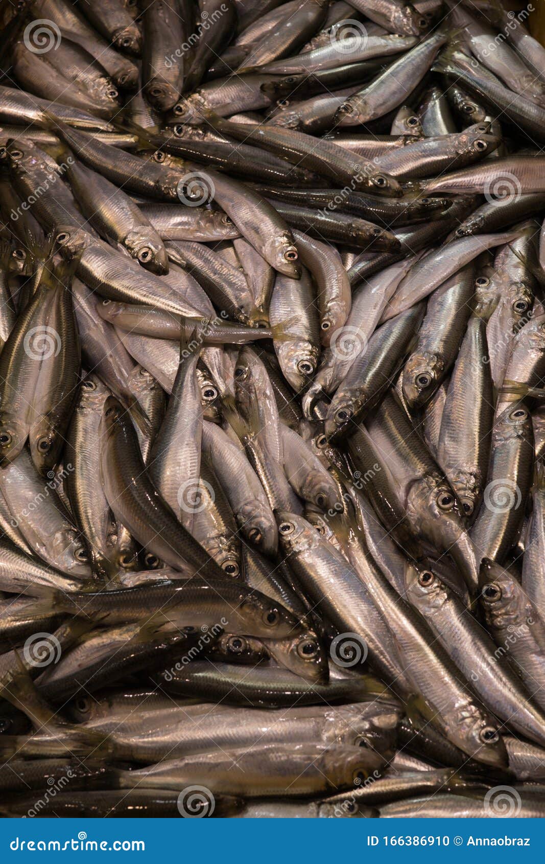 Fresh Baltic Herring, Which is Just Out of the Baltic Sea Stock Photo ...