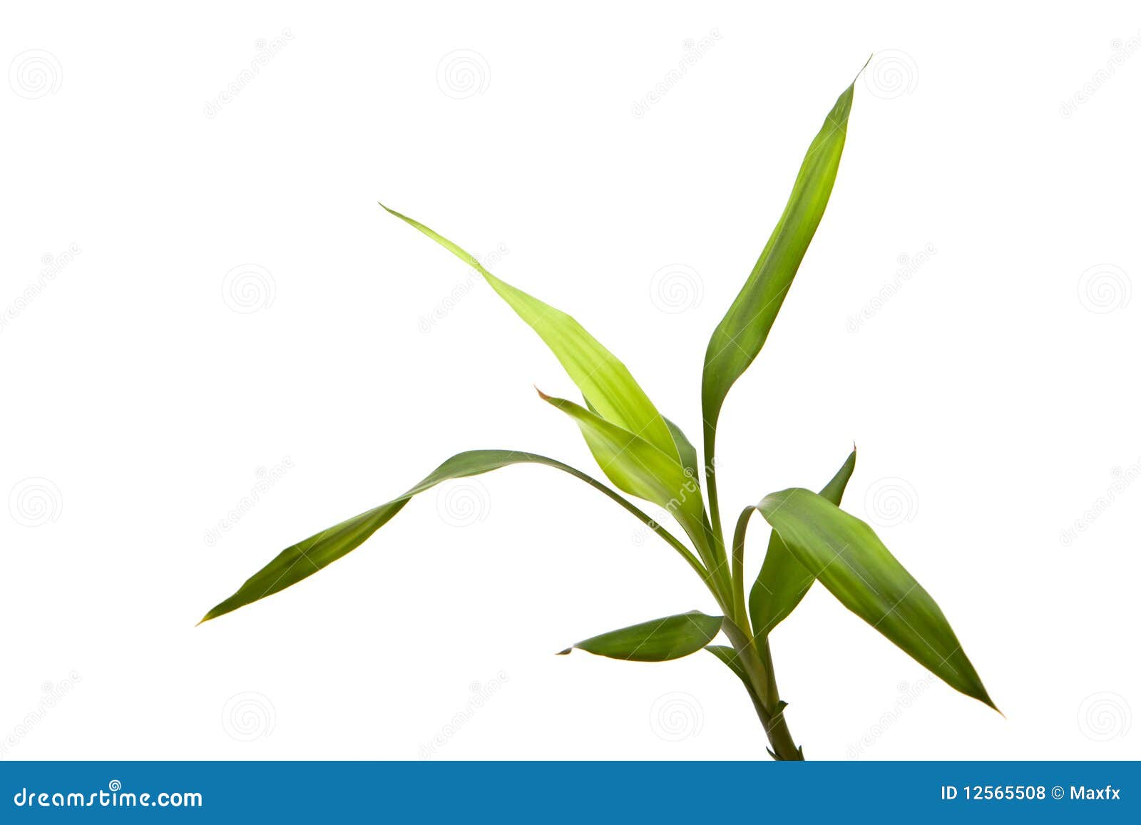 Fresh bamboo stock photo. Image of isolated, plant, closeup - 12565508