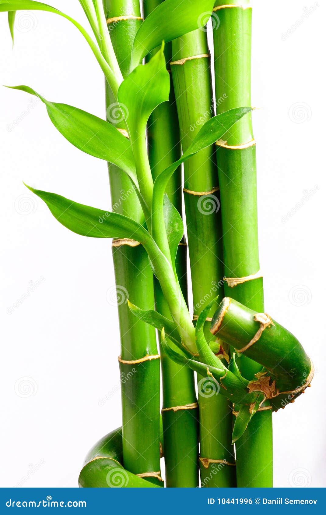 Fresh bamboo 4 stock photo. Image of culture, asian, arrangement - 10441996