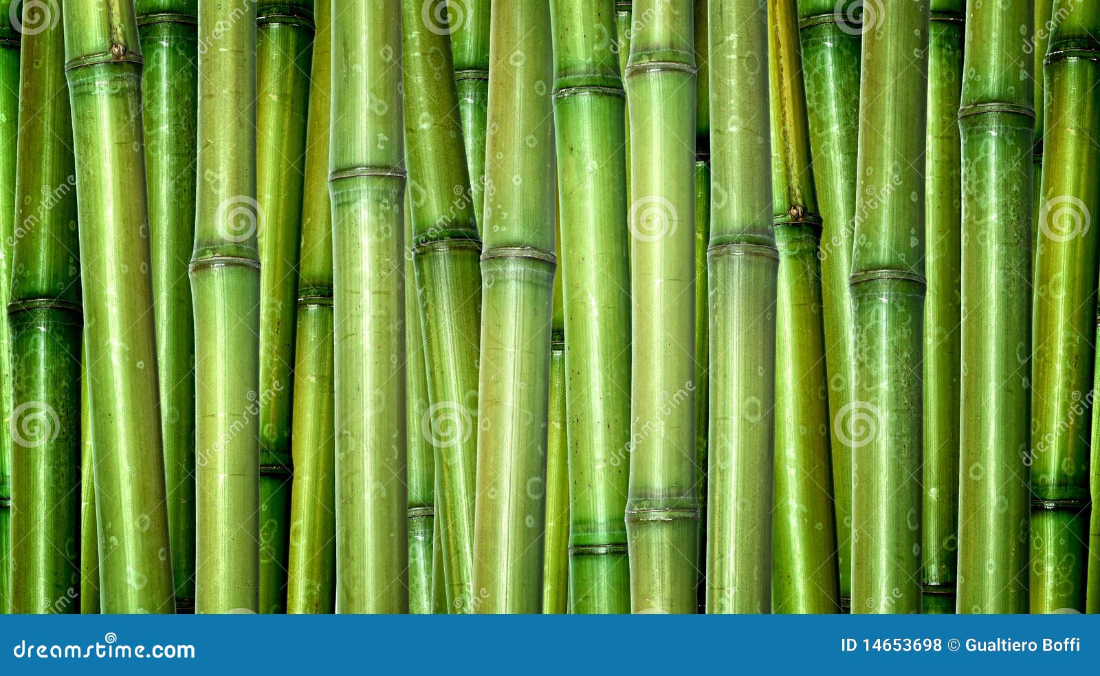 Fresh bamboo background stock photo. Image of background - 14653698