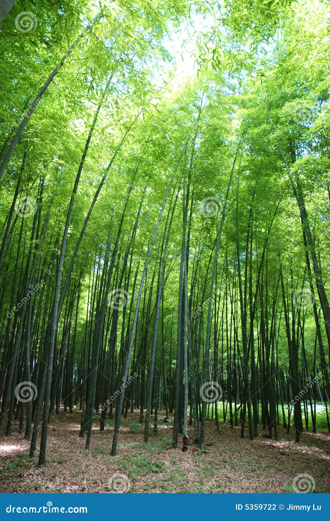 Fresh bamboo forest stock photo. Image of freshness, woods - 5359722