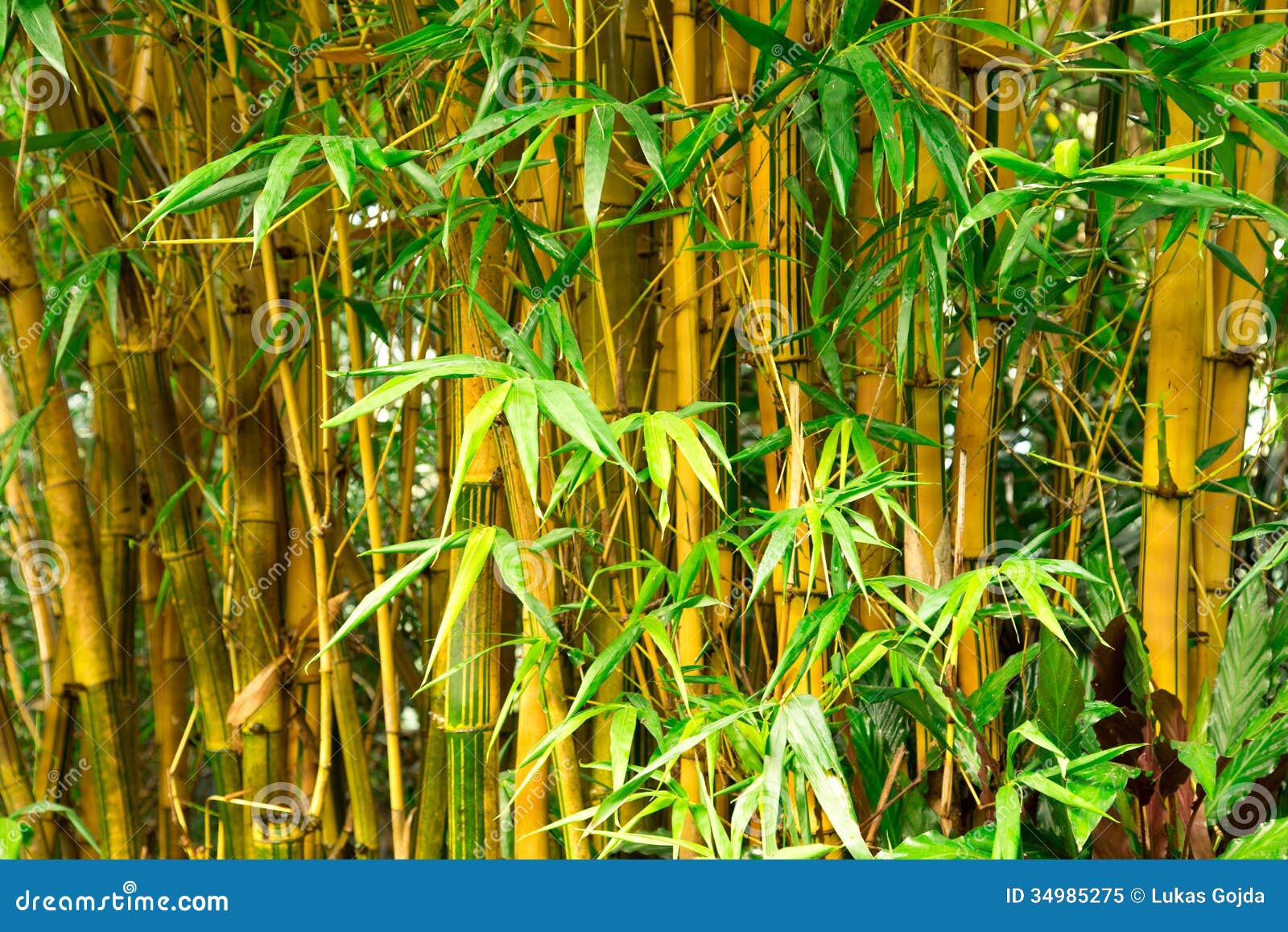 Fresh Bamboo forest stock image. Image of japan, culture - 34985275