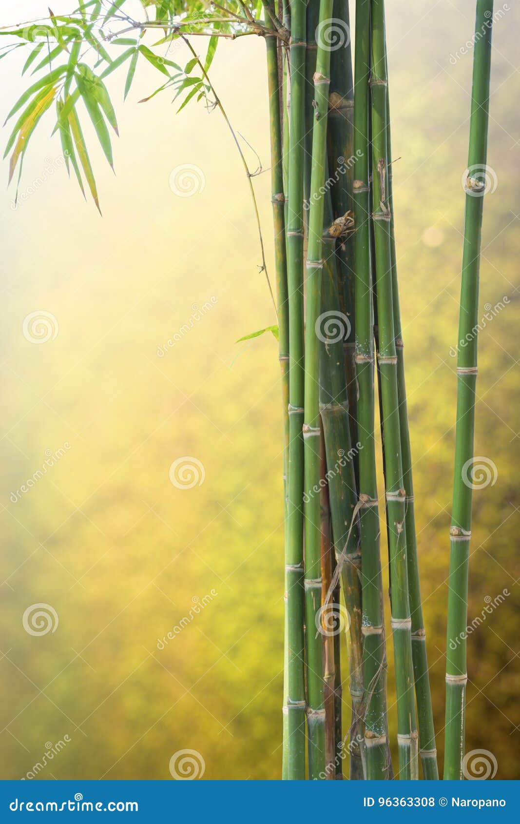 Fresh Bamboo Green on Blurred Stock Photo - Image of background, lucky ...