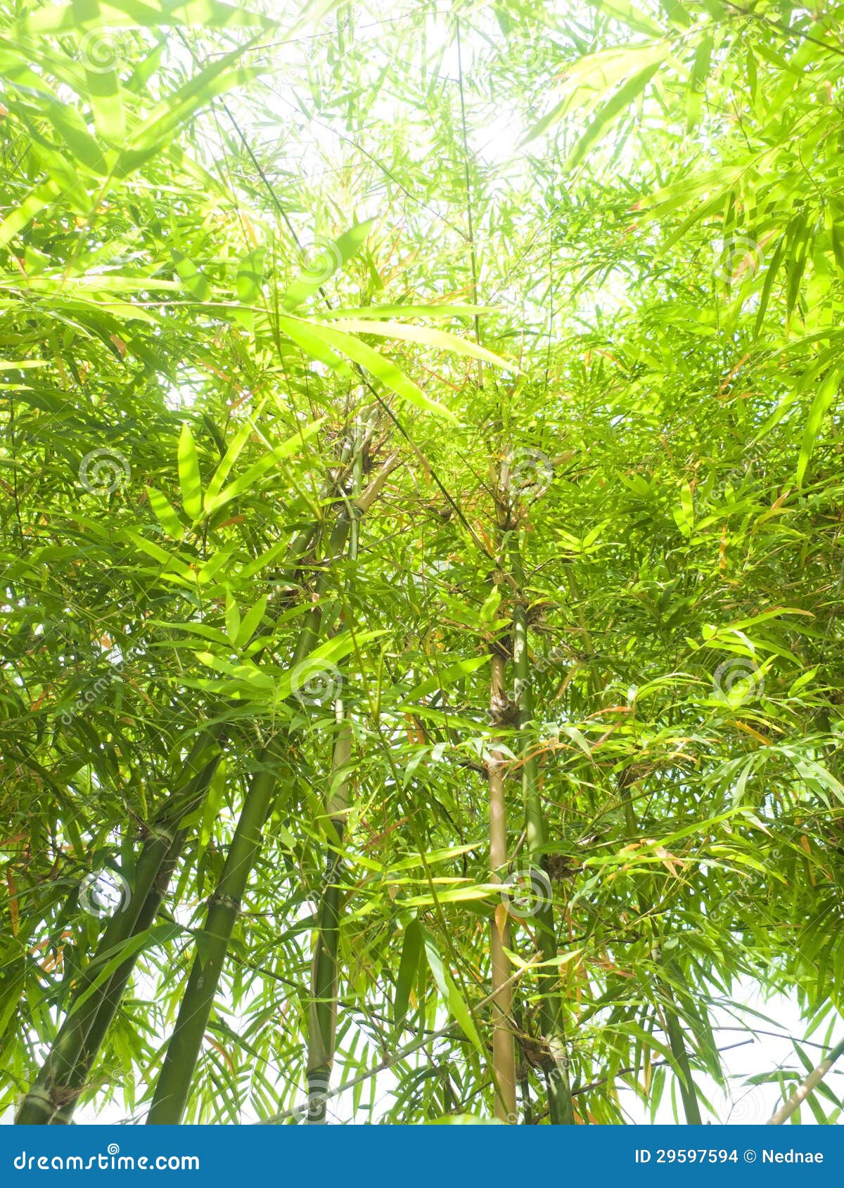 Fresh bamboo leaves. stock photo. Image of branch, forest - 29597594