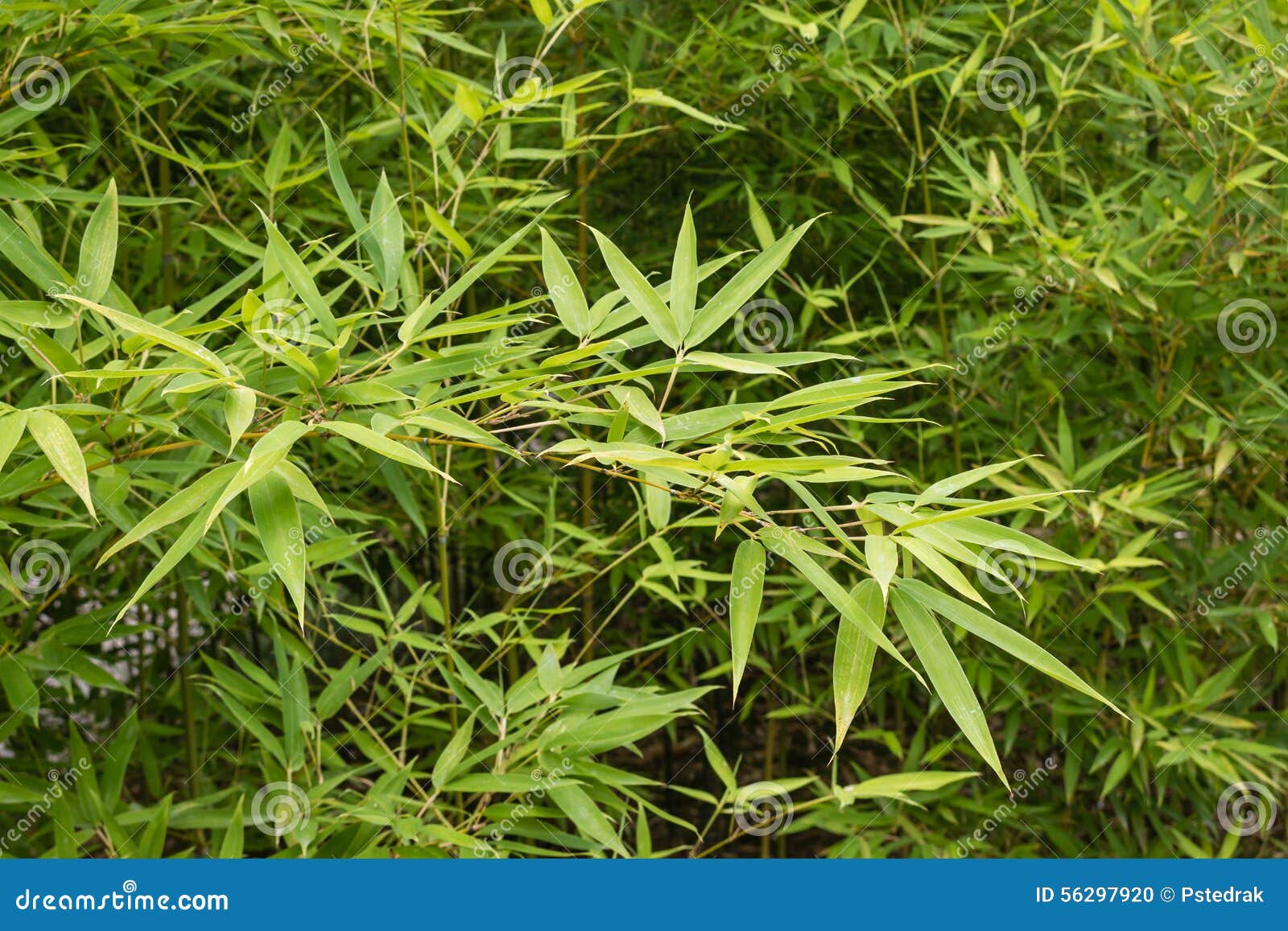 Fresh bamboo leaves stock photo. Image of bamboo, shoots - 56297920