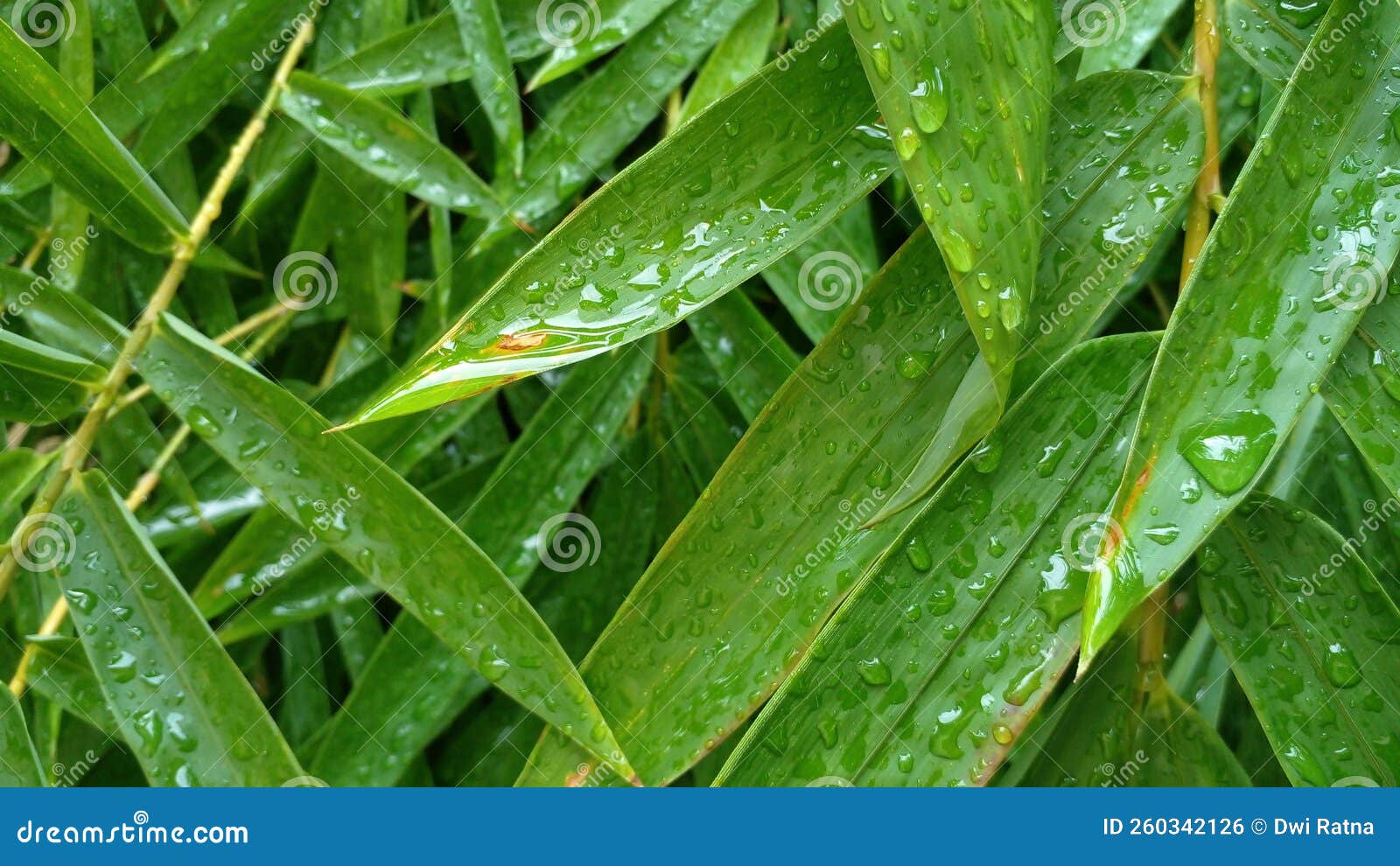 Fresh Bamboo Leaves. a Bamboo Tree Exposed To Rain. Bamboo Leaves As a ...