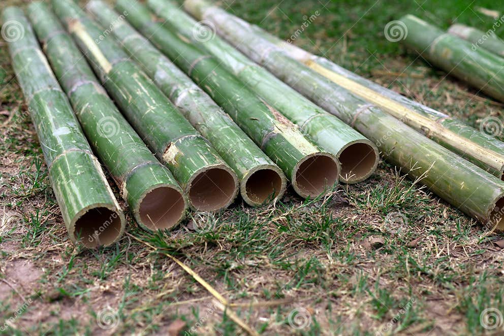Fresh bamboo pipe cut stock photo. Image of pattern, bind - 23800962