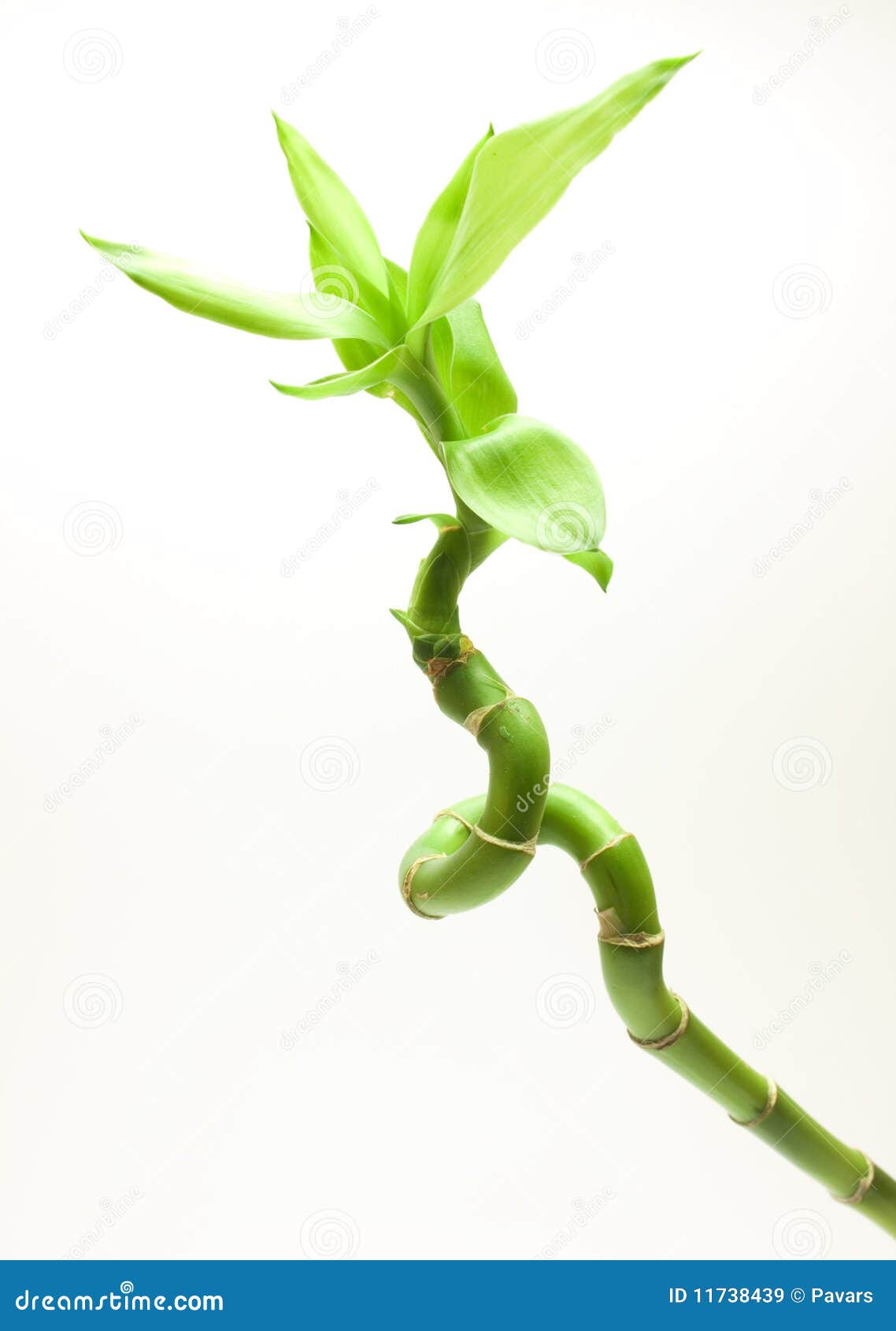 Fresh bamboo plant stock image. Image of asian, foliage - 11738439