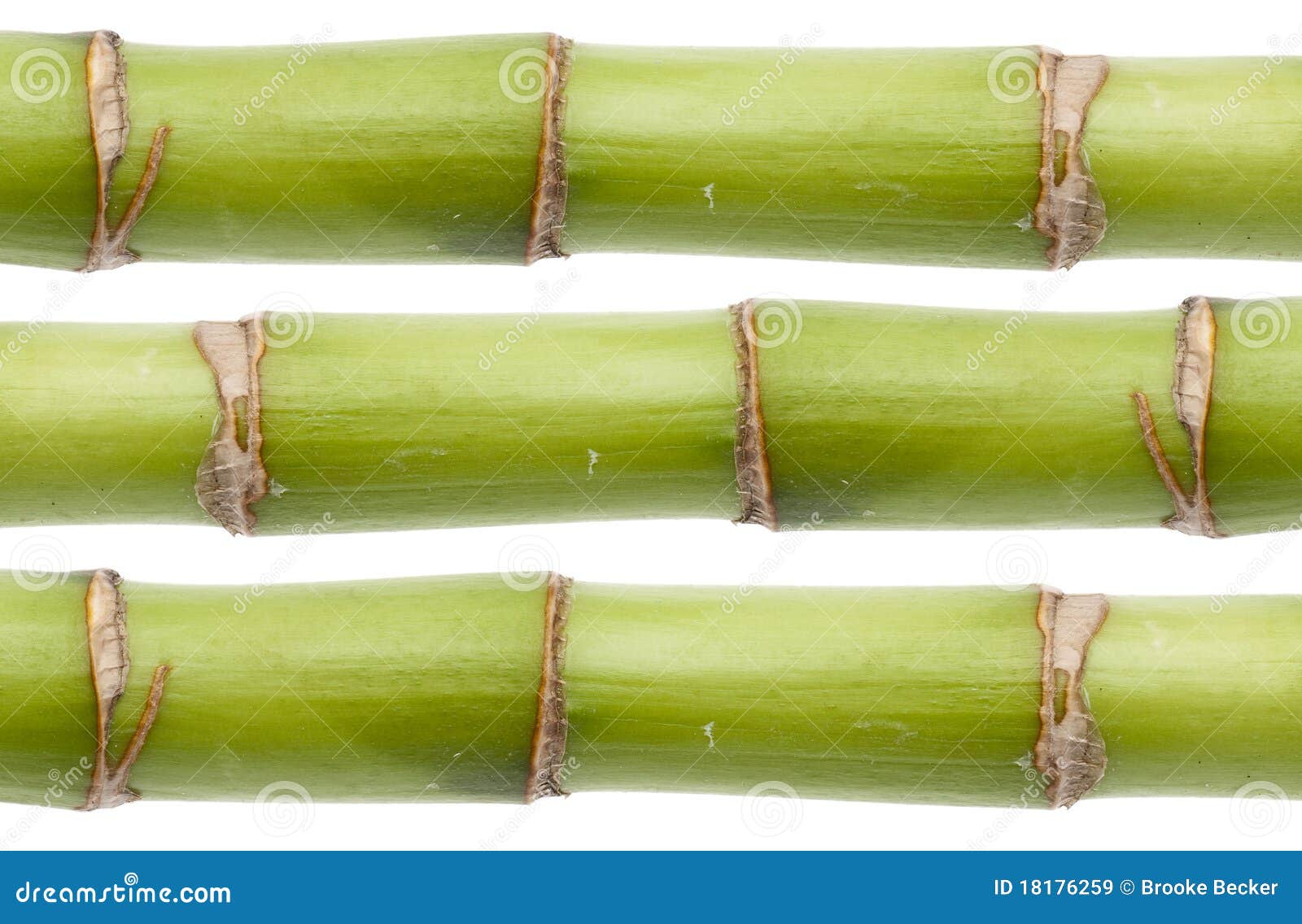 Fresh Bamboo Stalk Texture stock image. Image of green - 18176259