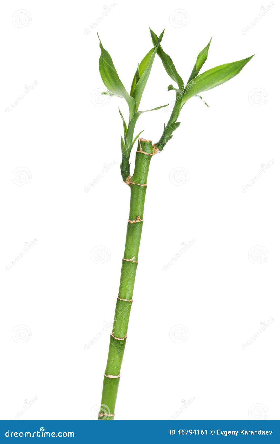 Bamboo Stem Micrograph Stock Image | CartoonDealer.com #47304775 Bamboo Stem Micrograph Stock Image | CartoonDealer.com #47304775