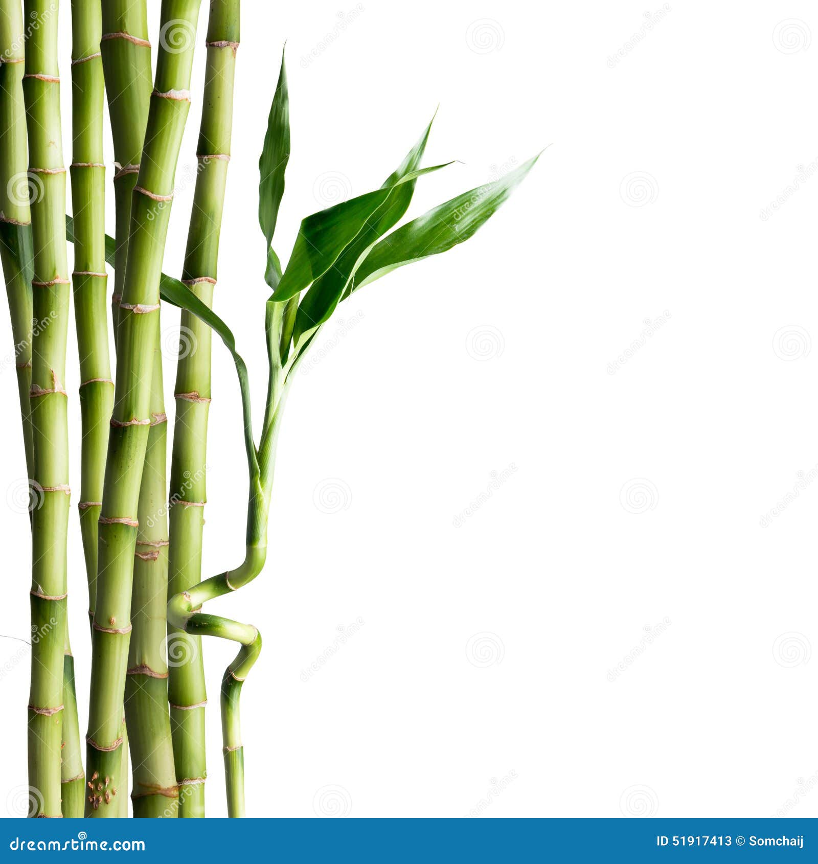 Fresh Bamboo stock image. Image of decoration, gardening - 51917413